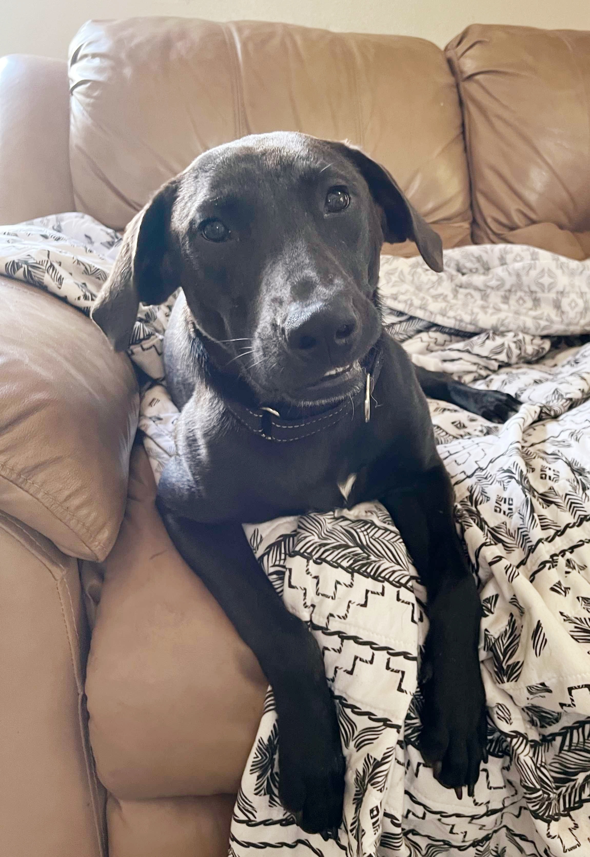 Dog for adoption - Frenchy, a Labrador Retriever Mix in Brattleboro ...