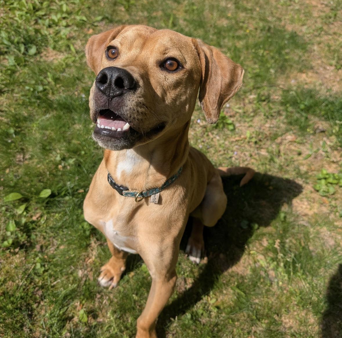Dog for adoption - Chai, a Catahoula Leopard Dog & Beagle Mix in ...