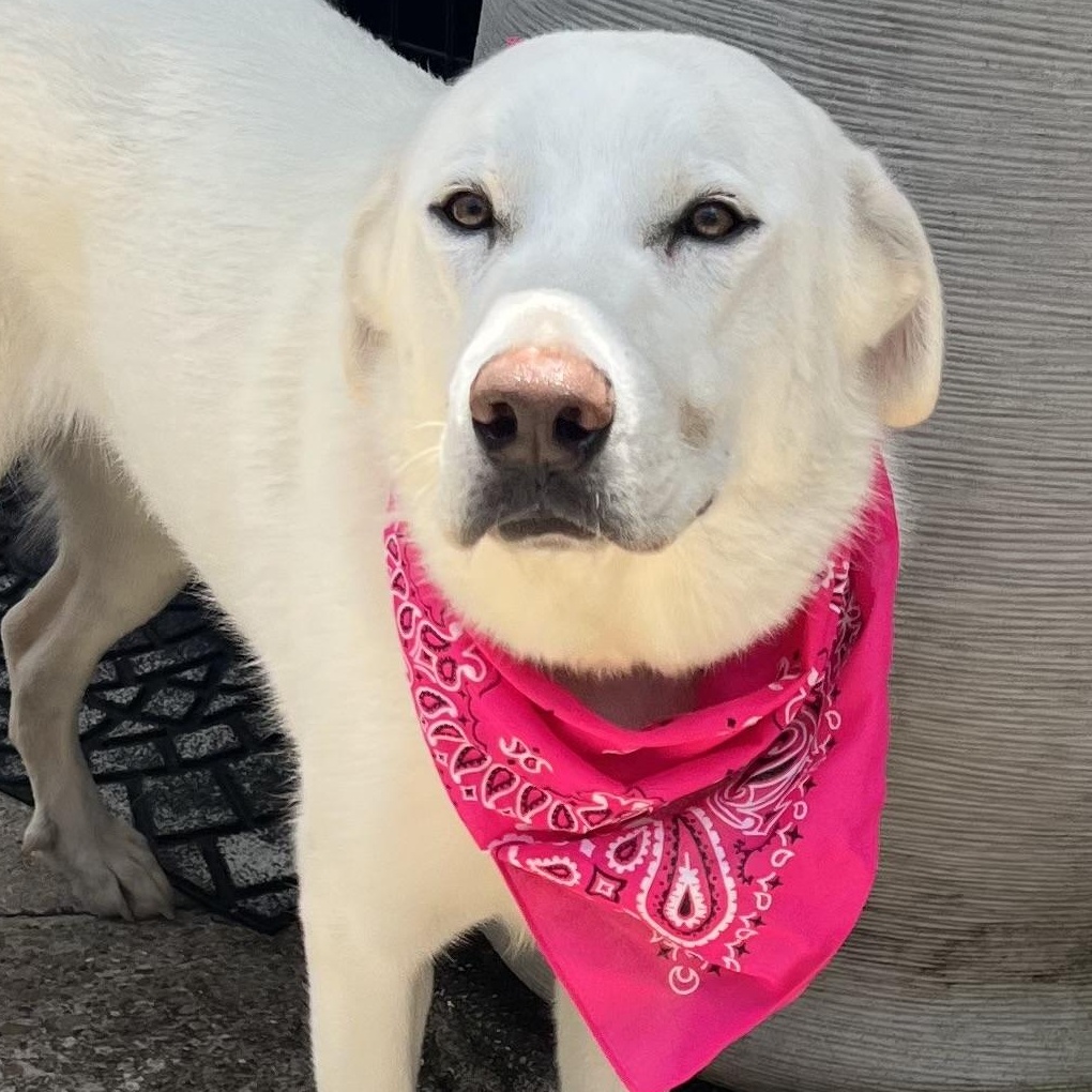 Dog for adoption - Bonnie (The Third), a Great Pyrenees Mix in Ogden ...