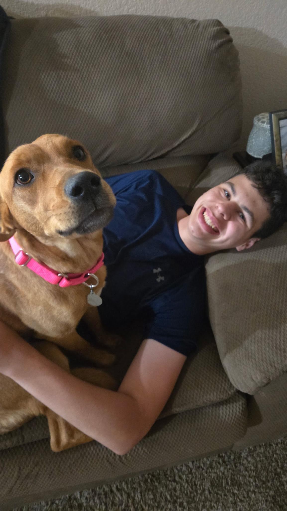 Dog for adoption - Tawny, an Australian Kelpie & Rhodesian Ridgeback ...