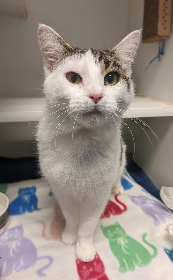 ADOPT - Whatcom Humane Society