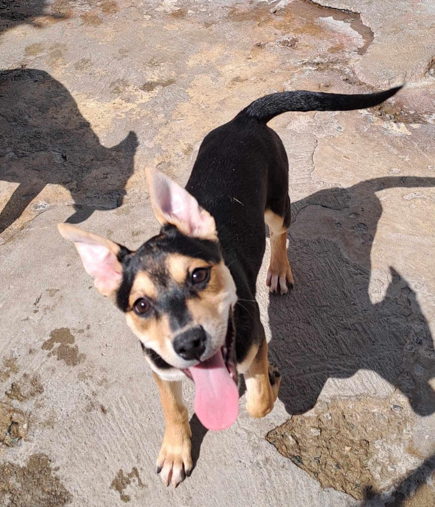 Dog for adoption - Toad, a Mixed Breed in Puyallup, WA | Petfinder