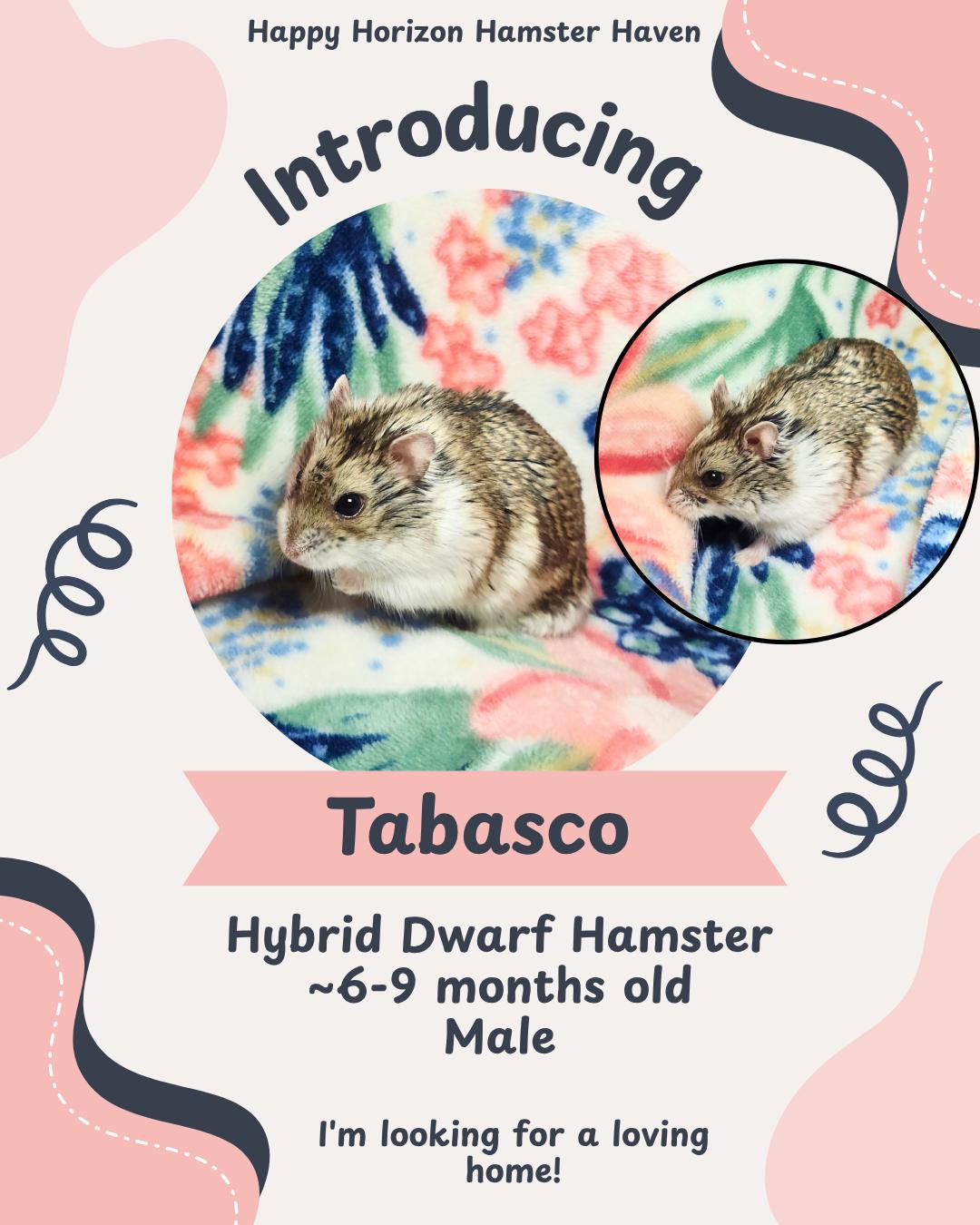 Hamster for adoption - Tabasco, a Hamster in West Chester, OH | Petfinder