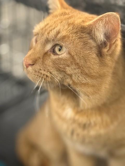 Cat for adoption - Garfield, a Domestic Short Hair in Rawlins, WY ...
