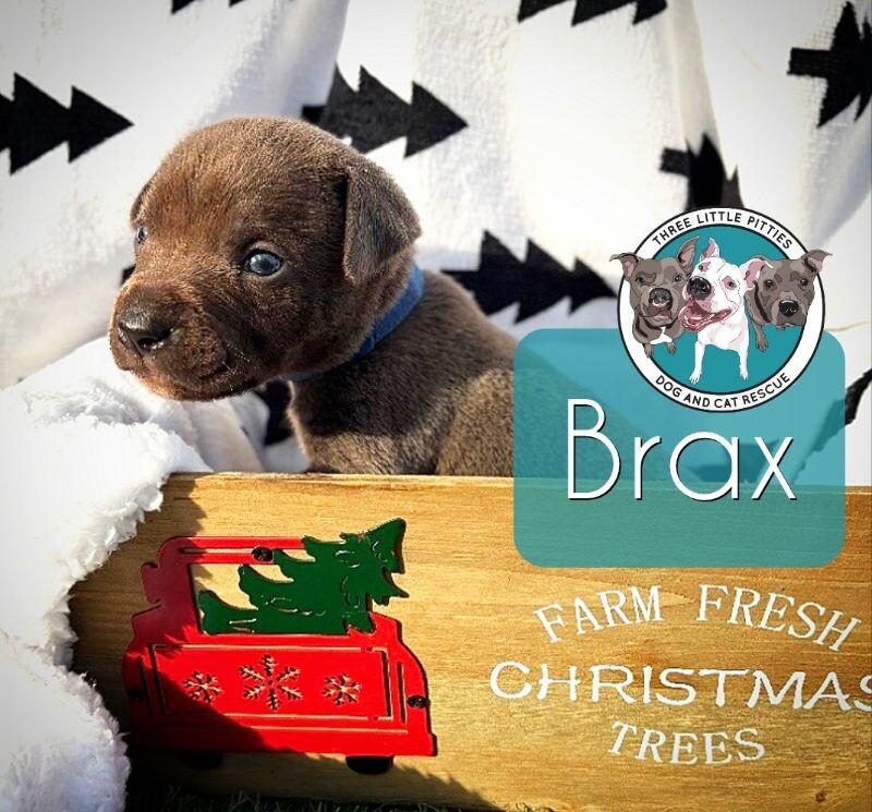 Dog for adoption - Brax Princess, a Cane Corso & Mastiff Mix in Delta ...