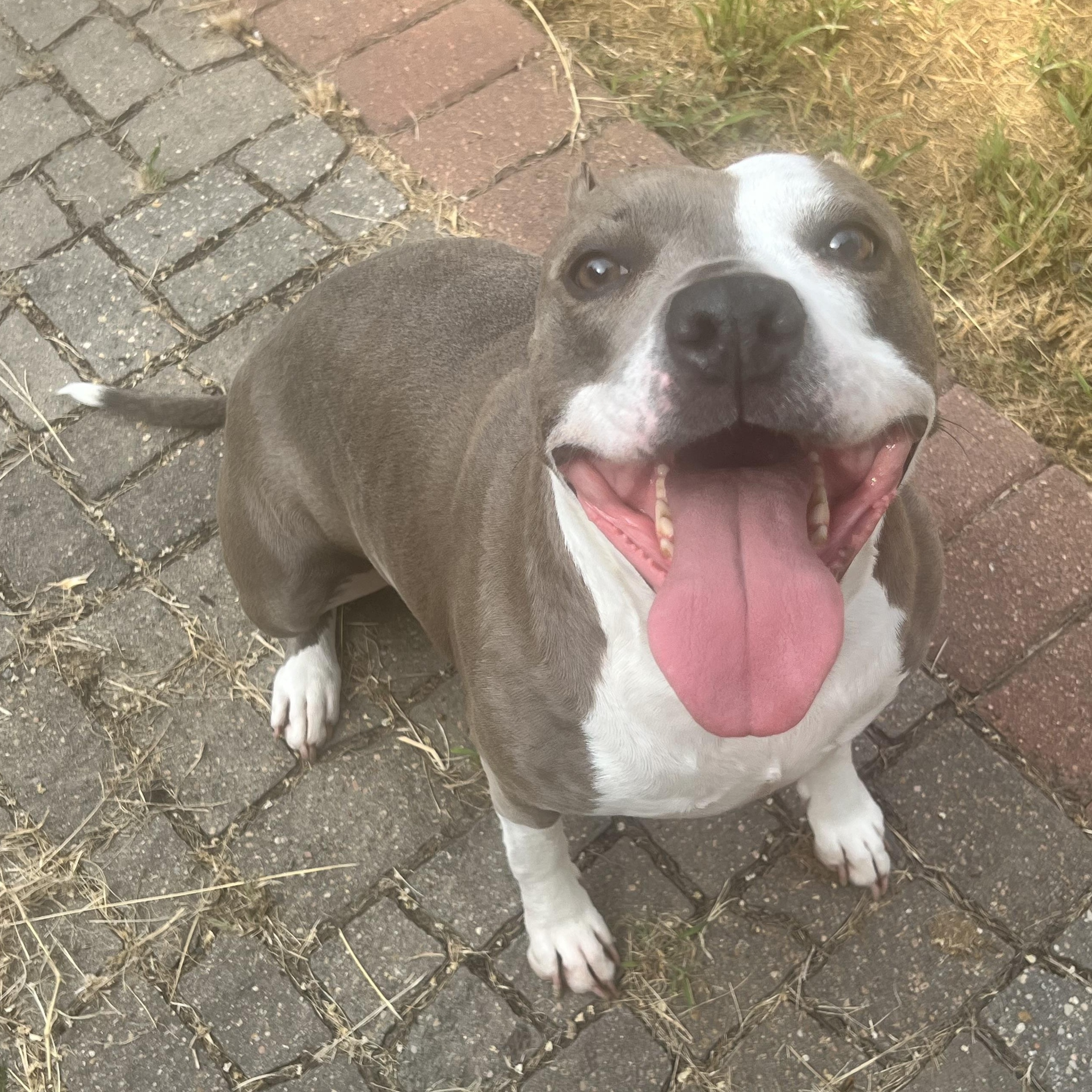 Dog for adoption - KALYPSO, a Pit Bull Terrier in Franklin, MA | Petfinder