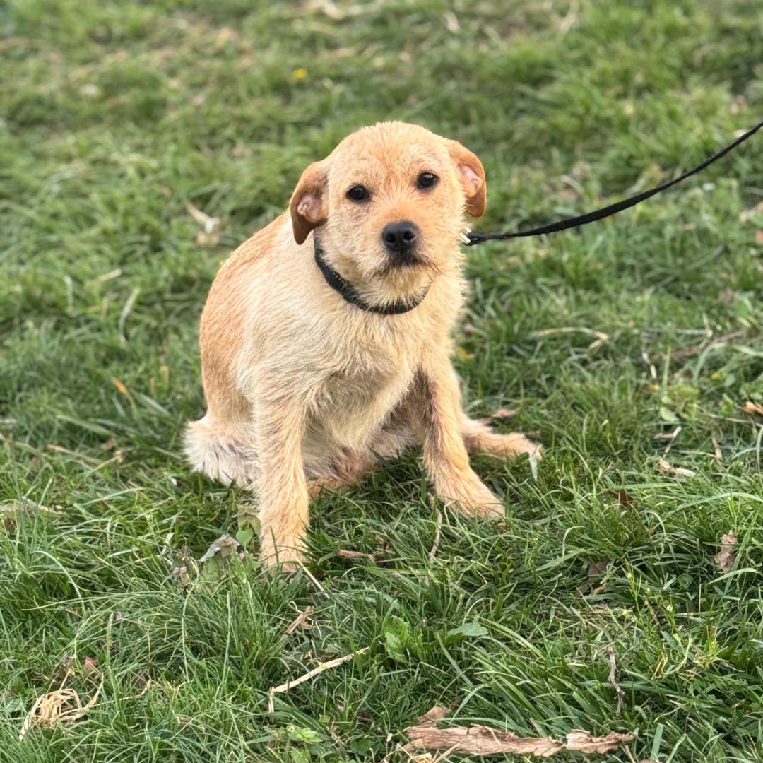 Dog for adoption - Chip - Transport, a Wirehaired Terrier Mix in ...