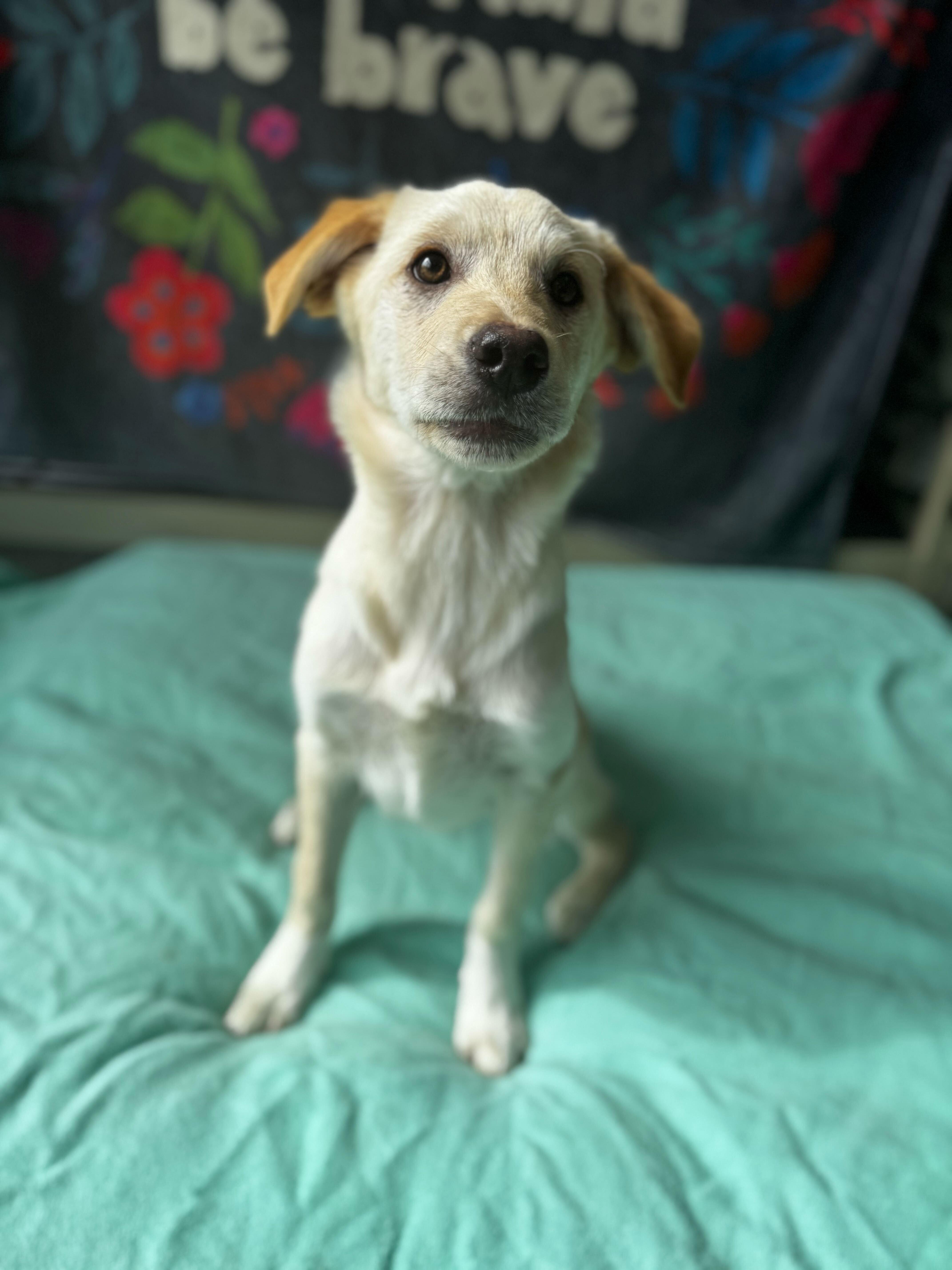 Dog for adoption - Daffy, a Mixed Breed in Jackson, MI | Petfinder