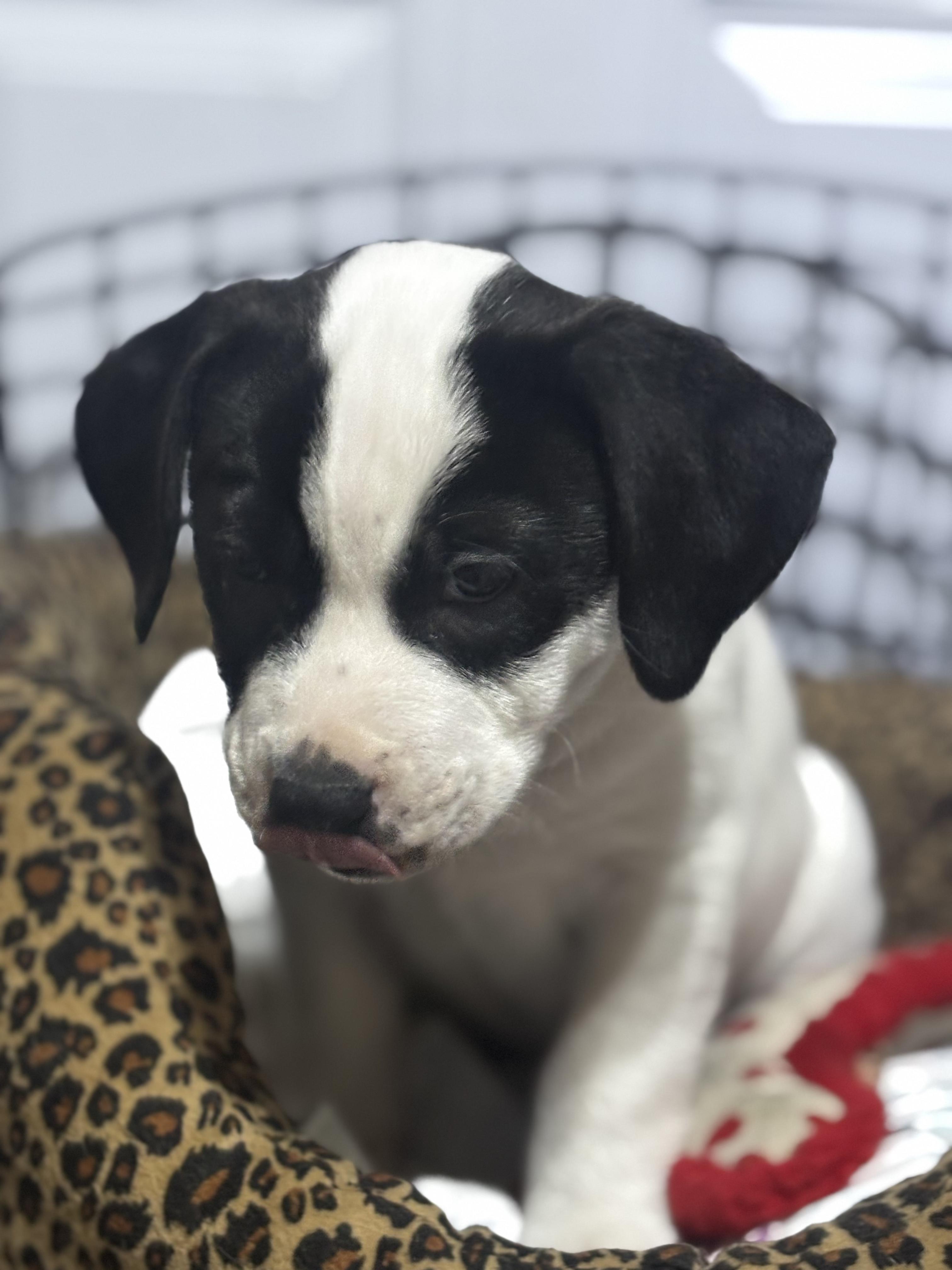 Dog for adoption - Topaz, a Beagle Mix in Nyack, NY | Petfinder