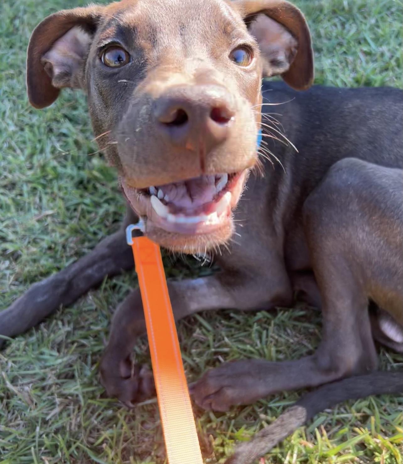 Dog for adoption - Meet Hugo — The Brave Puppy Who Smiles Through the ...