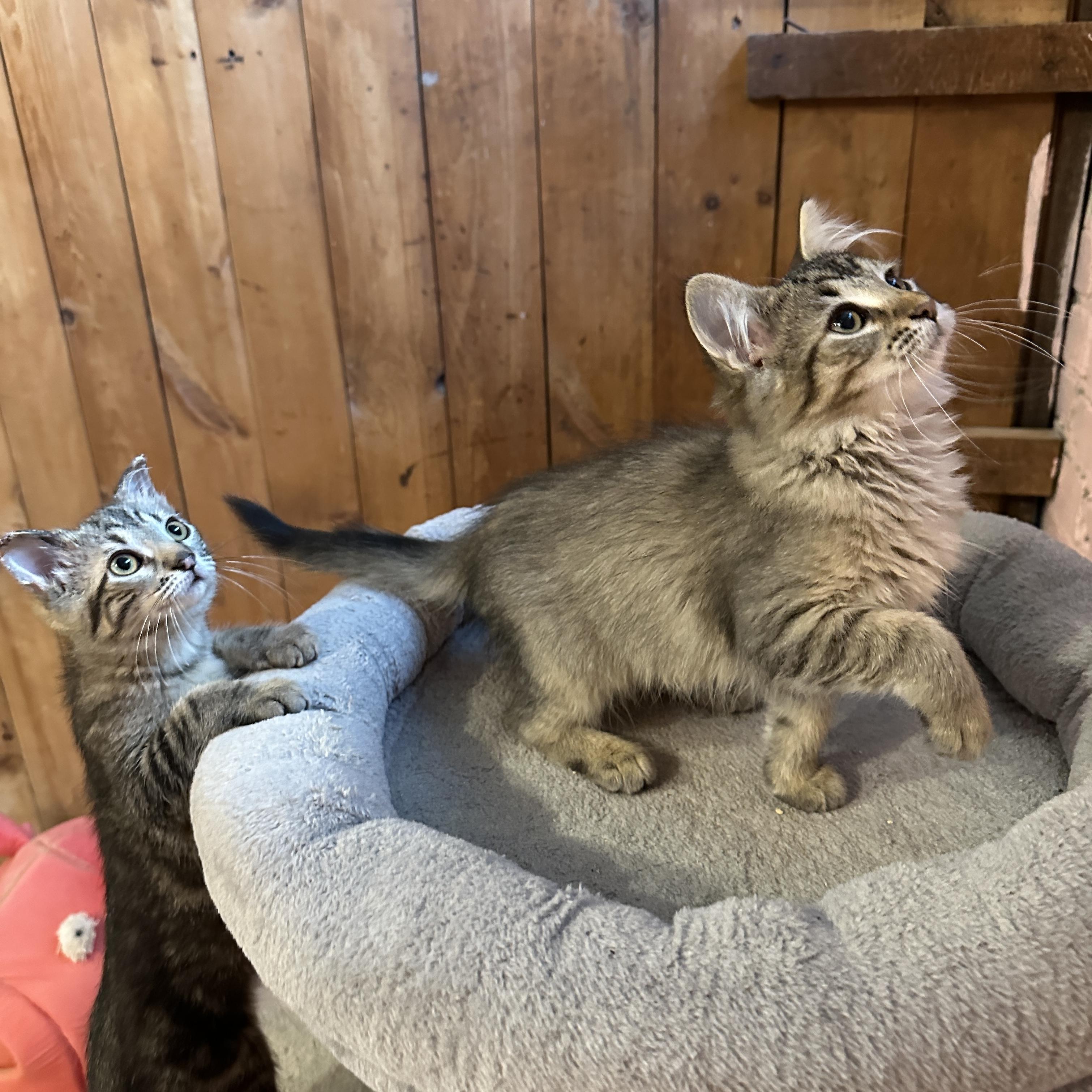 Cat for adoption - Clara Bow & Arbuckle, a Domestic Long Hair in ...