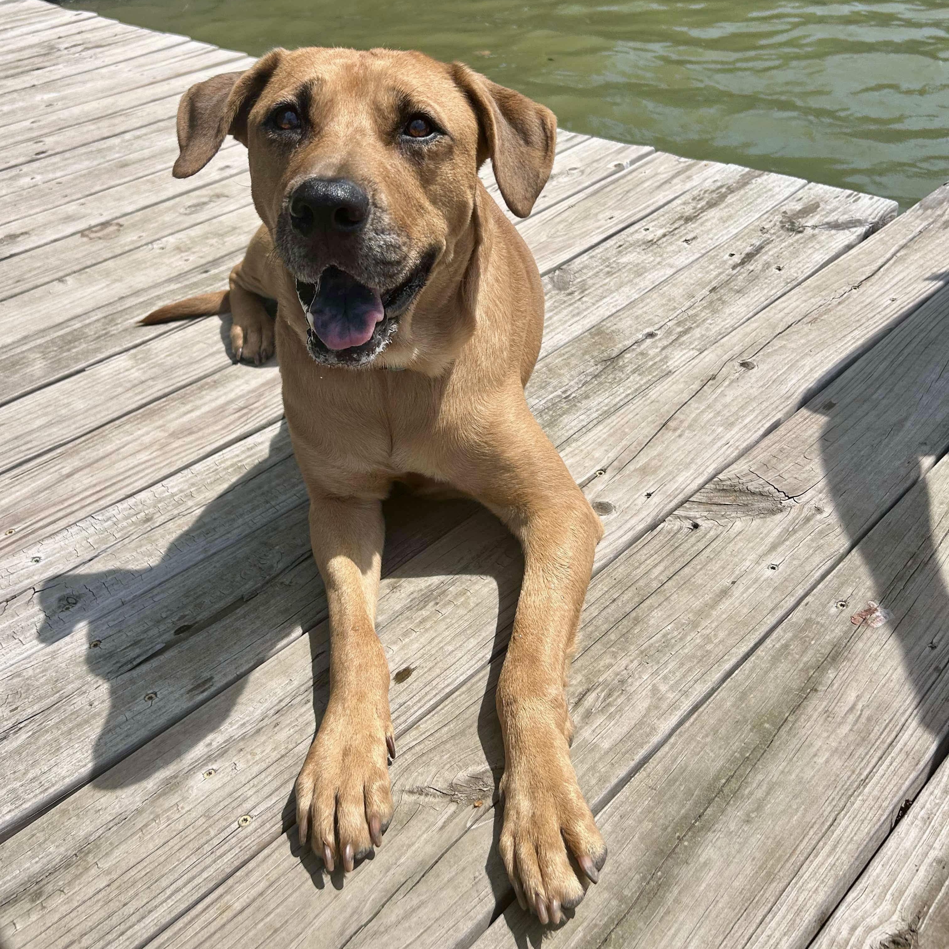 Dog for adoption - Elvis, a Rhodesian Ridgeback & Black Mouth Cur Mix ...