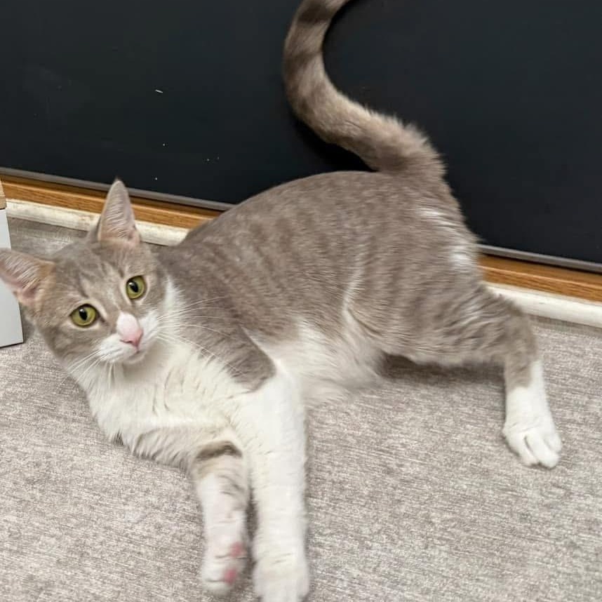 Cat for adoption - Muffin, a Domestic Short Hair in Elyria, OH | Petfinder