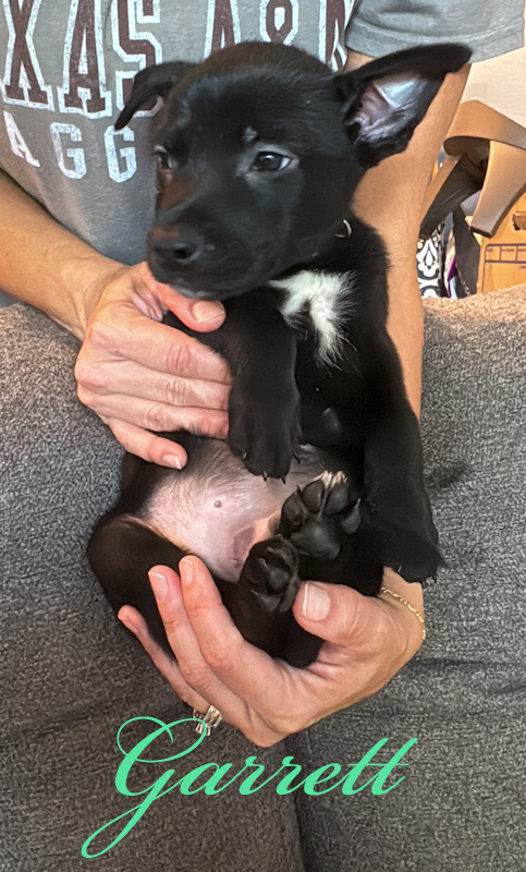 Dog for adoption - Garrett, a Labrador Retriever & American Bully Mix ...