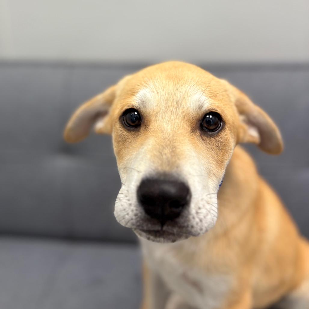 Dog for adoption - Dustin, a Labrador Retriever Mix in Monticello, IA ...