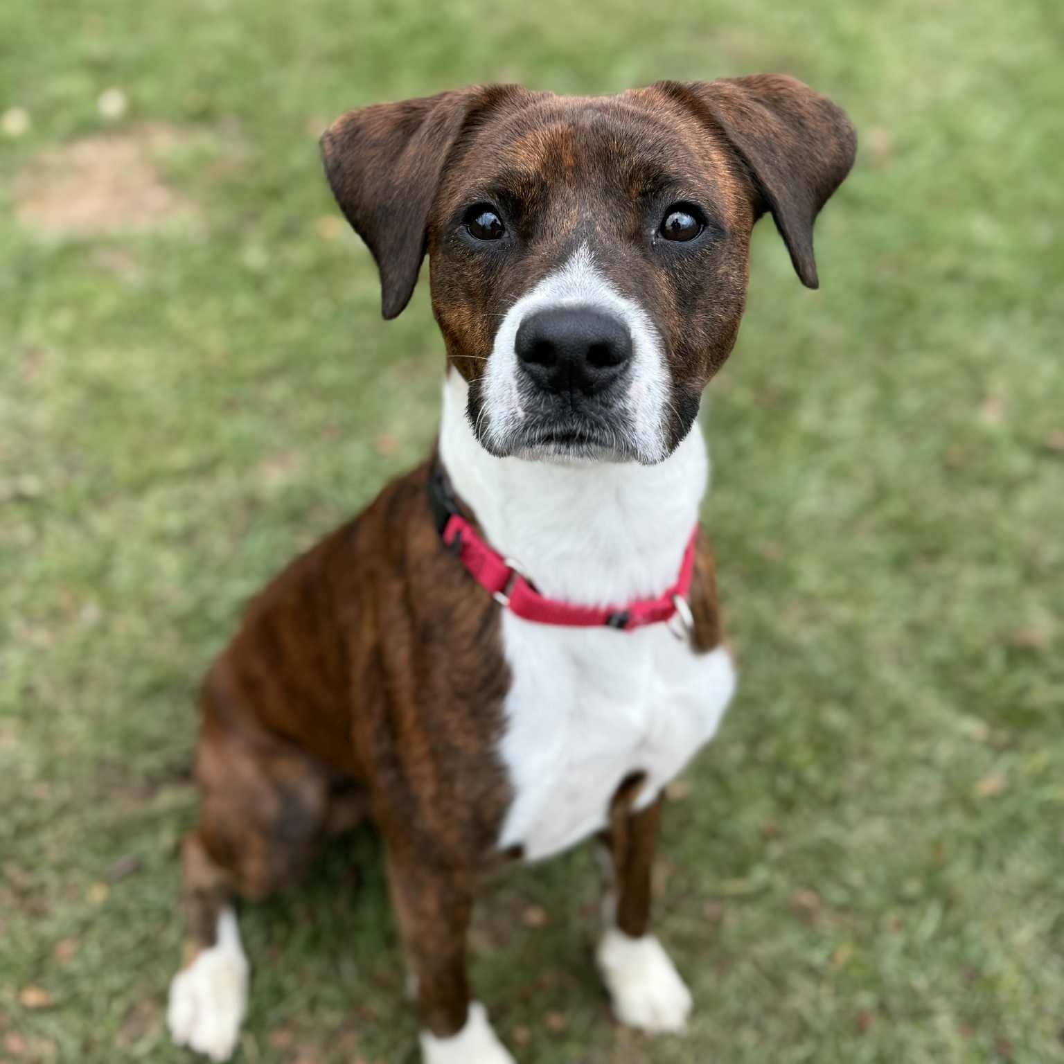 Boeing - Adoptable Pet | Petfinder | Petfinder