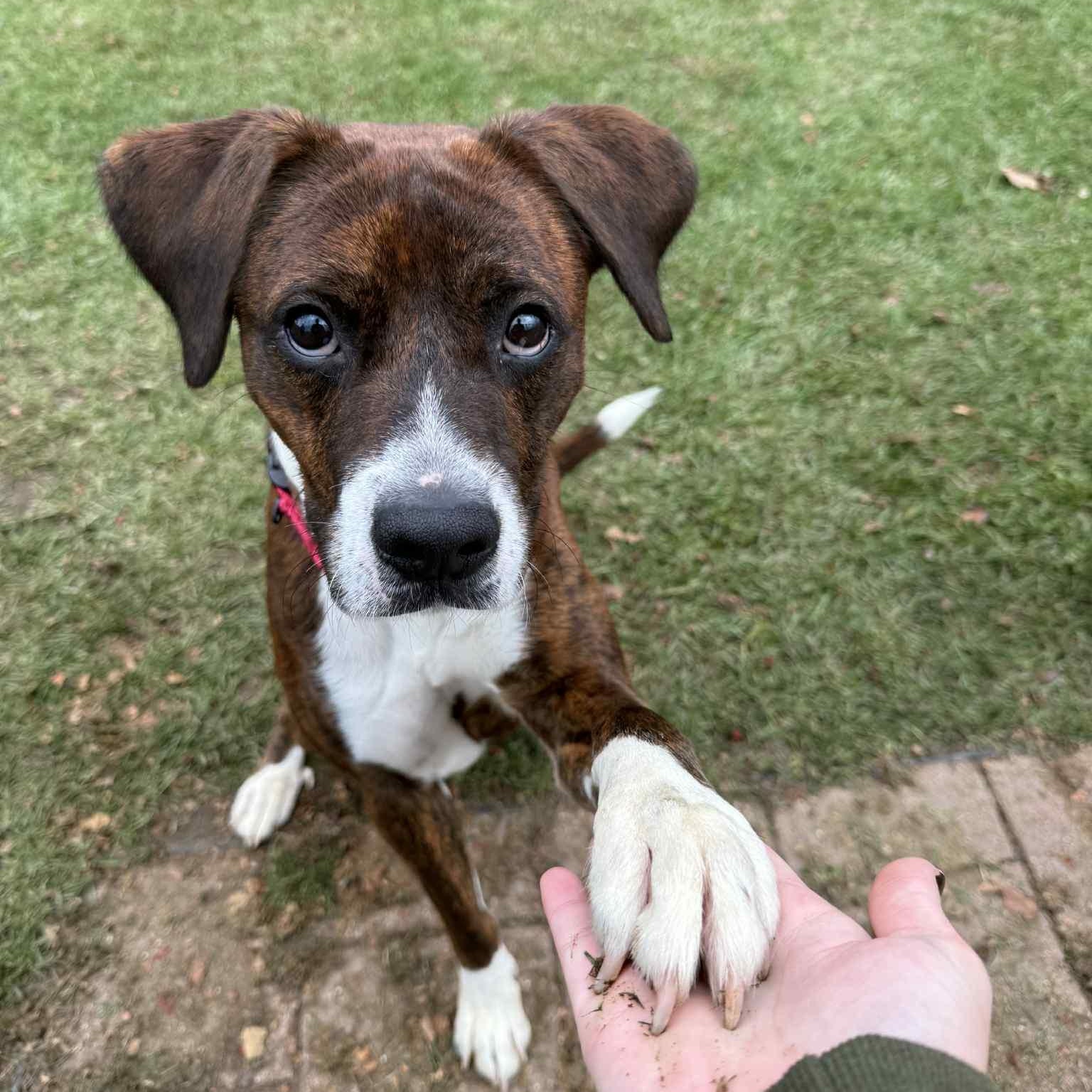 Boeing - Adoptable Pet | Petfinder | Petfinder