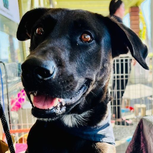 Dog for adoption - Britt , a Black Labrador Retriever & Belgian ...