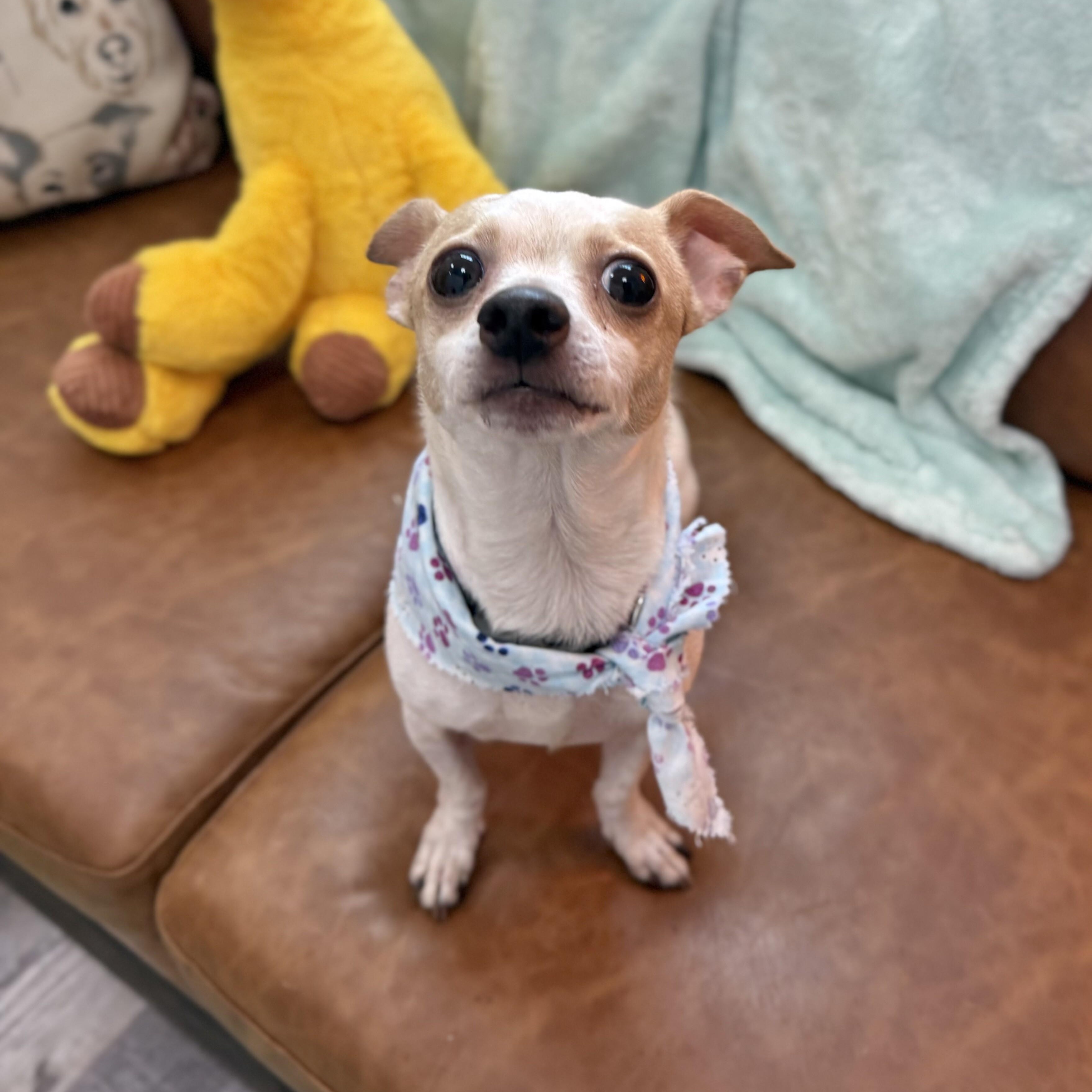 Dog for adoption - Aro Lovely, a Chihuahua Mix in Delta, BC | Petfinder