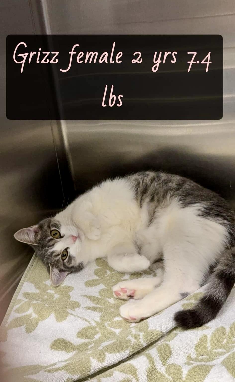 Cat for adoption - Grizz, a Domestic Short Hair in Amherst, VA | Petfinder