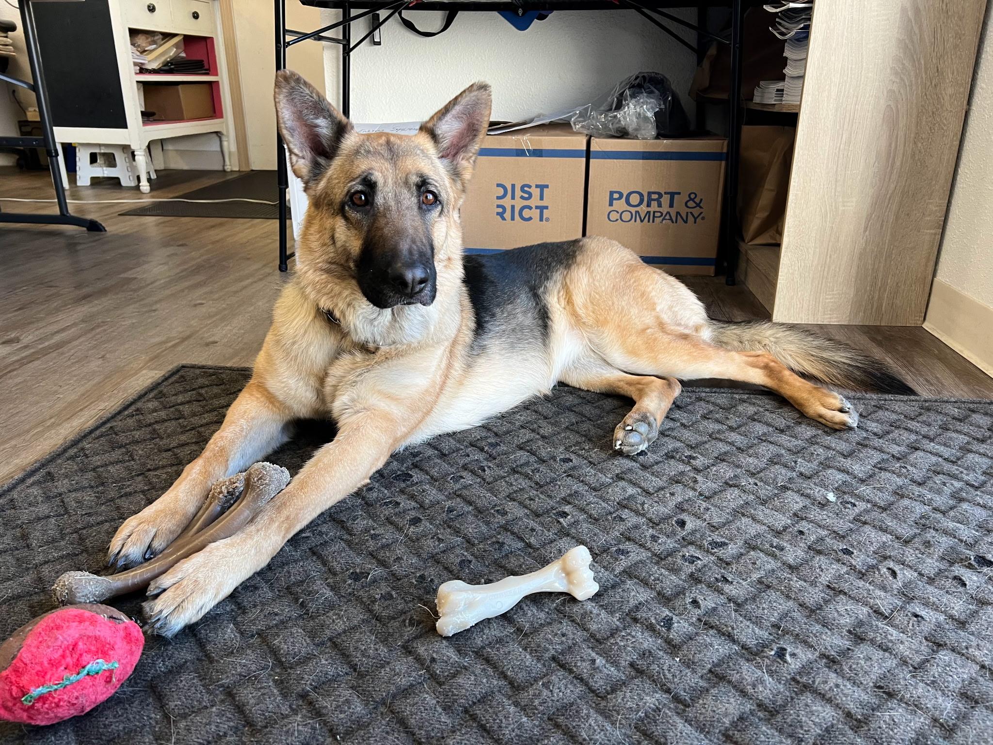 Dog for adoption - Luna, a German Shepherd Dog in Puyallup, WA | Petfinder
