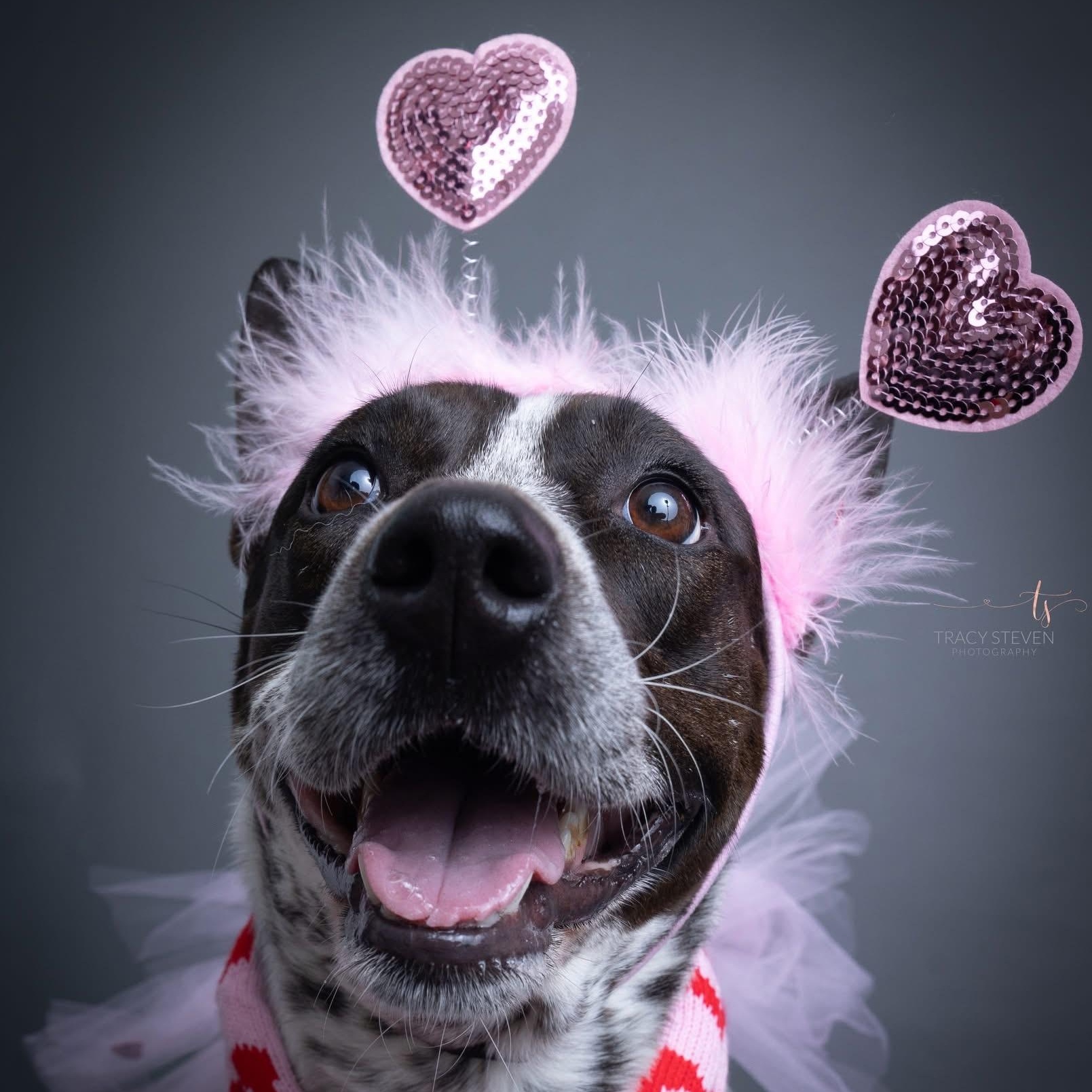 Dog for adoption - TooToo – Loving, Cute, Loves Walks & Dogs, SNUGGLES ...