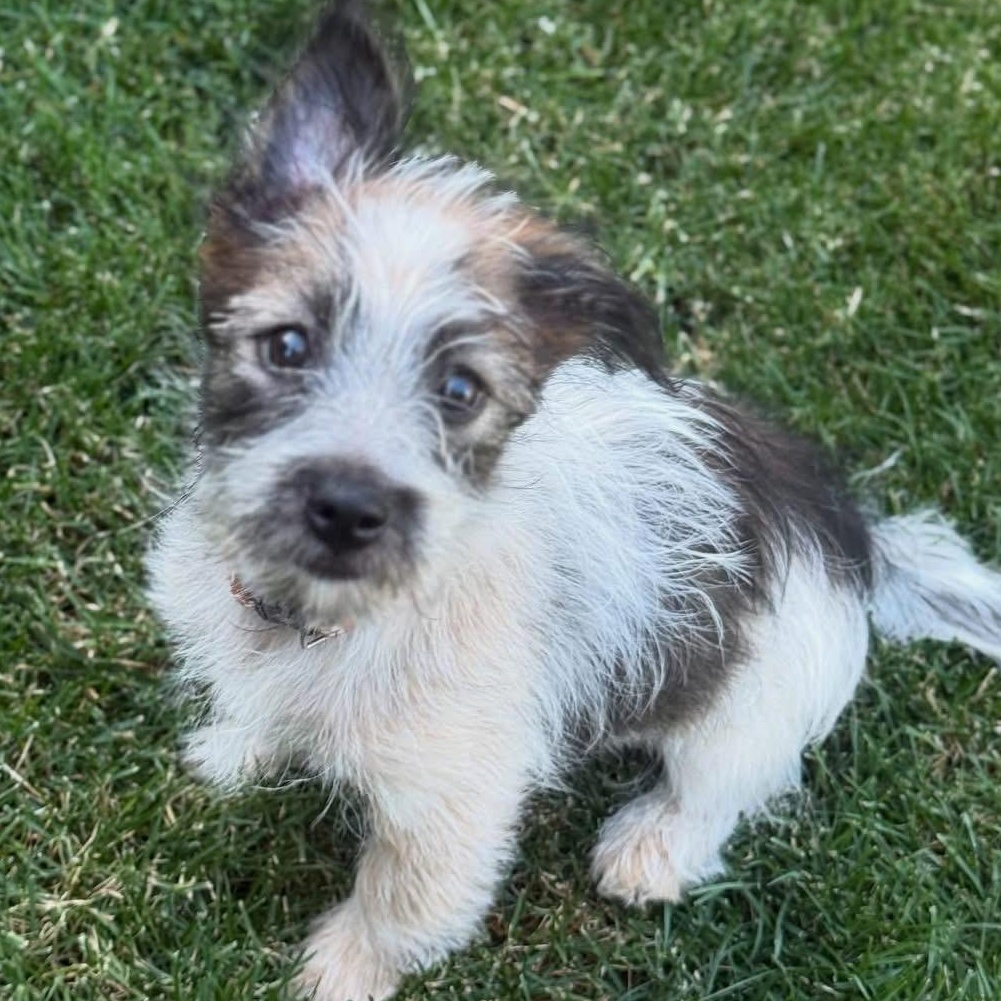 Dog for adoption - Lucy, a Poodle & Australian Cattle Dog / Blue Heeler ...