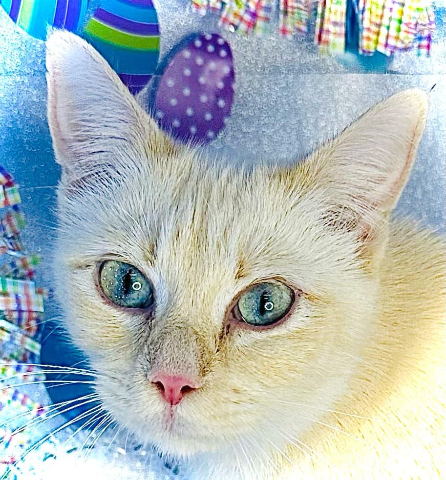 Cat for adoption - Sunset - Siamese sweet & affectionate, a Siamese in ...