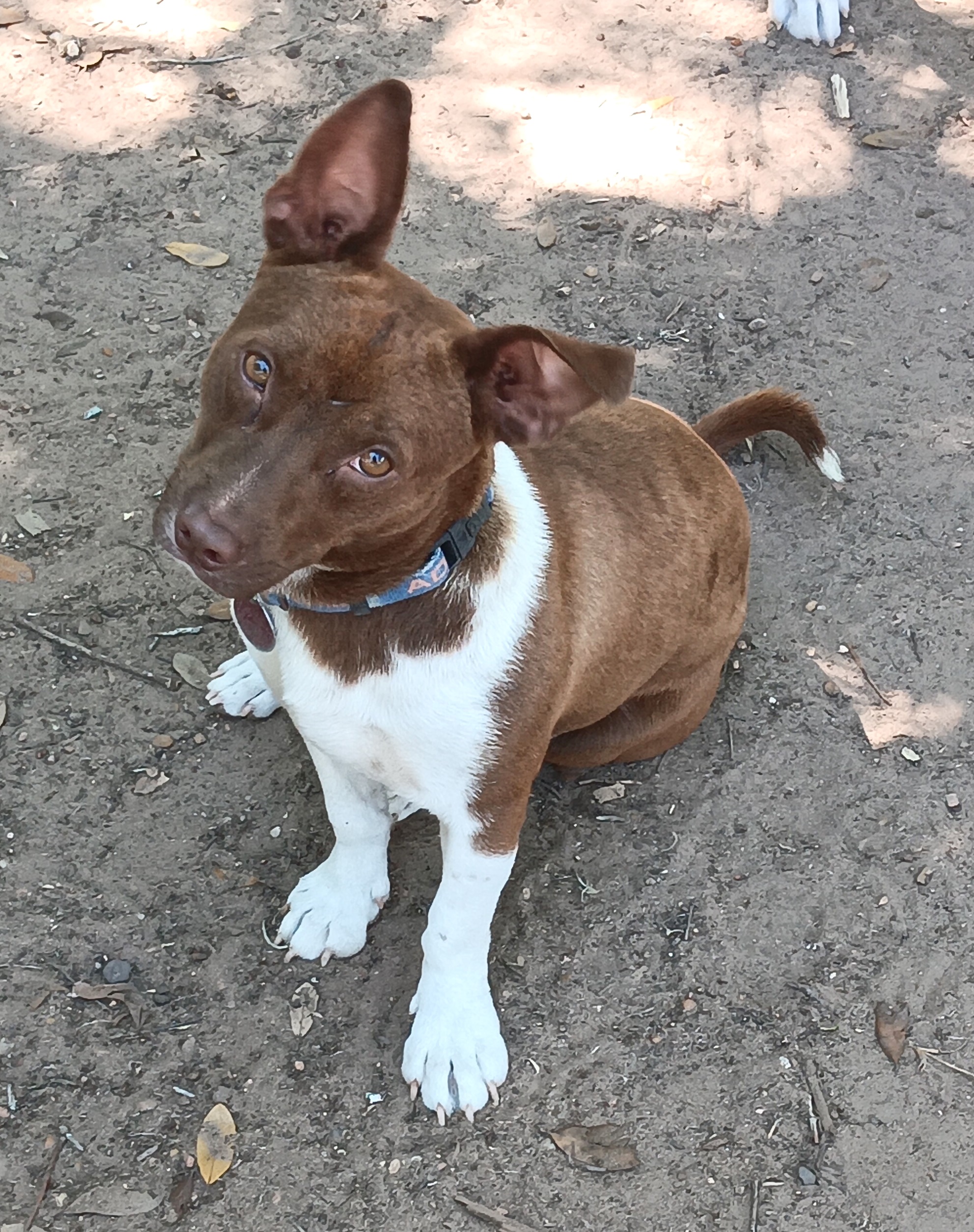 Dog for adoption - Buddy from TEXAS, a Jack Russell Terrier & Terrier ...