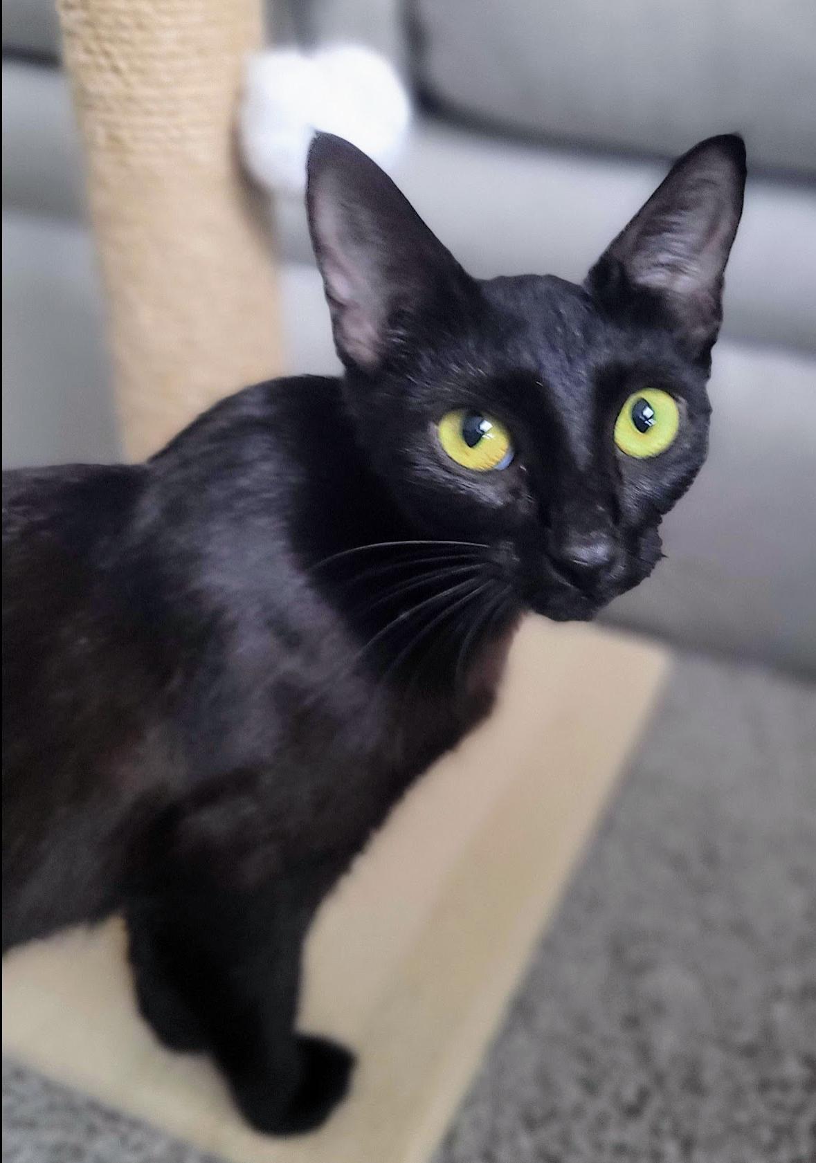 Cat for adoption - Stella (Bubba’s Litter), a Domestic Short Hair Mix in Coopersburg, PA | Petfinder