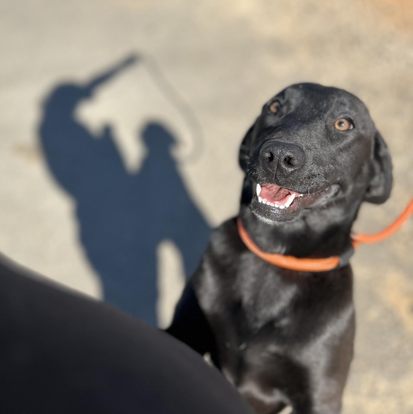 Dog for adoption - Debra Morgan, a Black Labrador Retriever Mix in ...