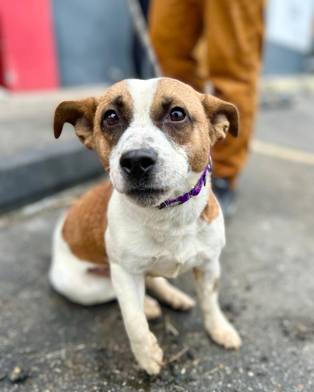 Dog for adoption - Logic, a Beagle Mix in Philadelphia, PA | Petfinder