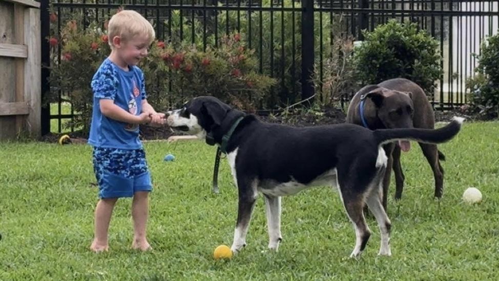 Dog for adoption - Timber, a Labrador Retriever & Australian Shepherd ...