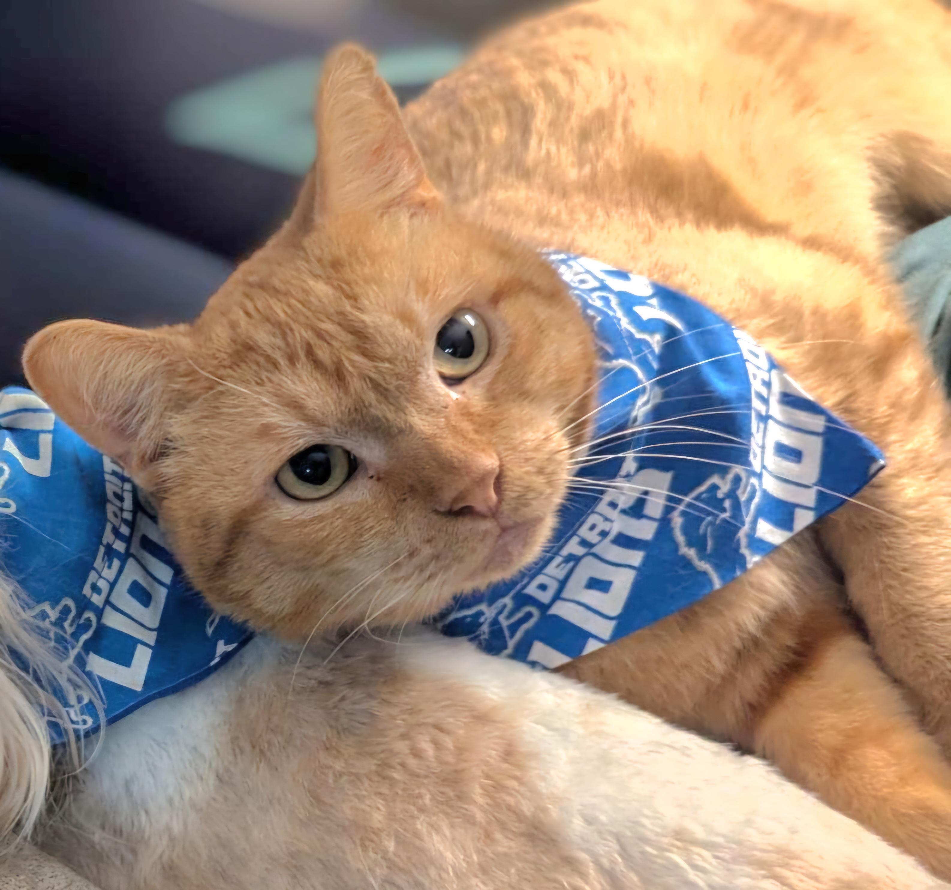 Cat for adoption - Rusty (Sweetheart Alert!), a Domestic Short Hair ...