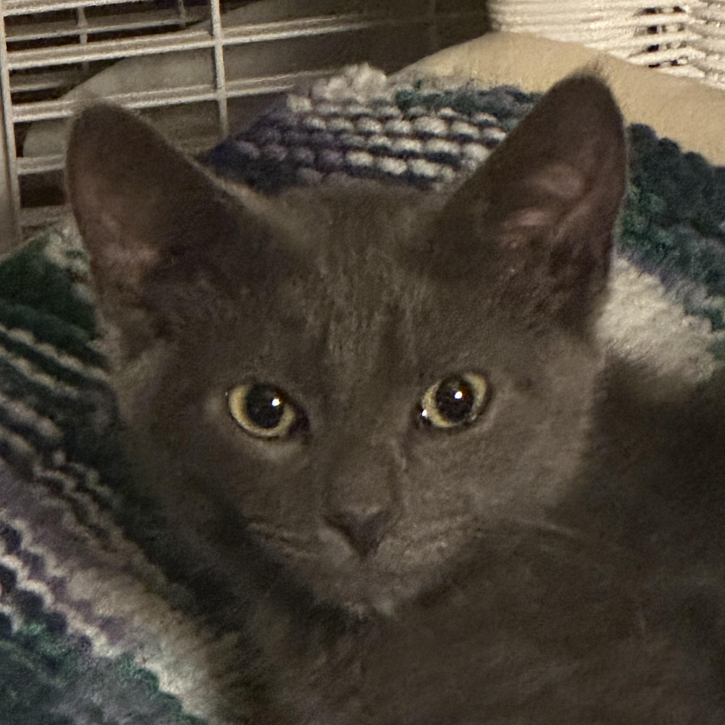 Cat for adoption - Igor, a Domestic Short Hair in Keeseville, NY ...