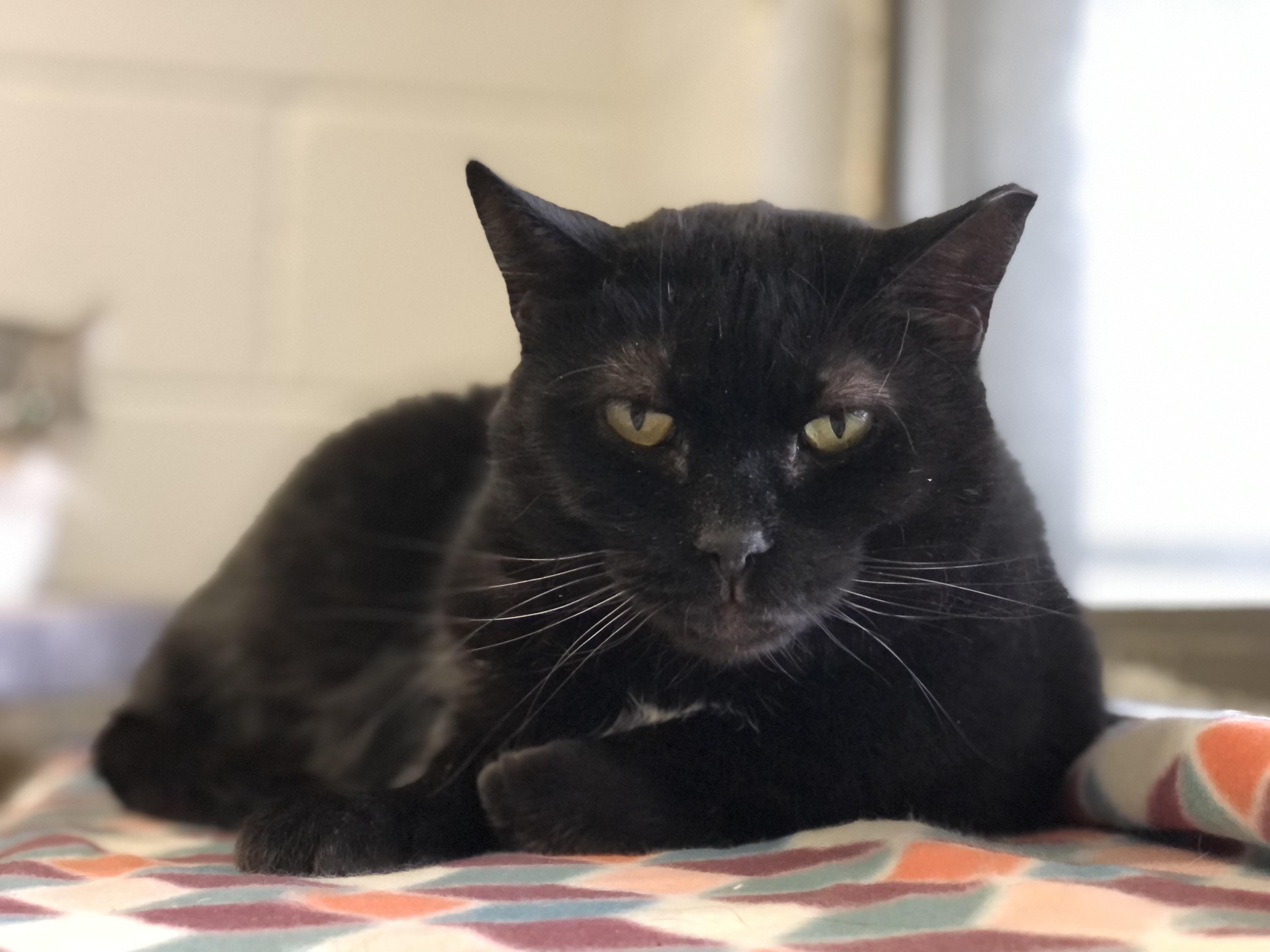 Cat for adoption - Samoa, a Domestic Short Hair in East Northport, NY ...