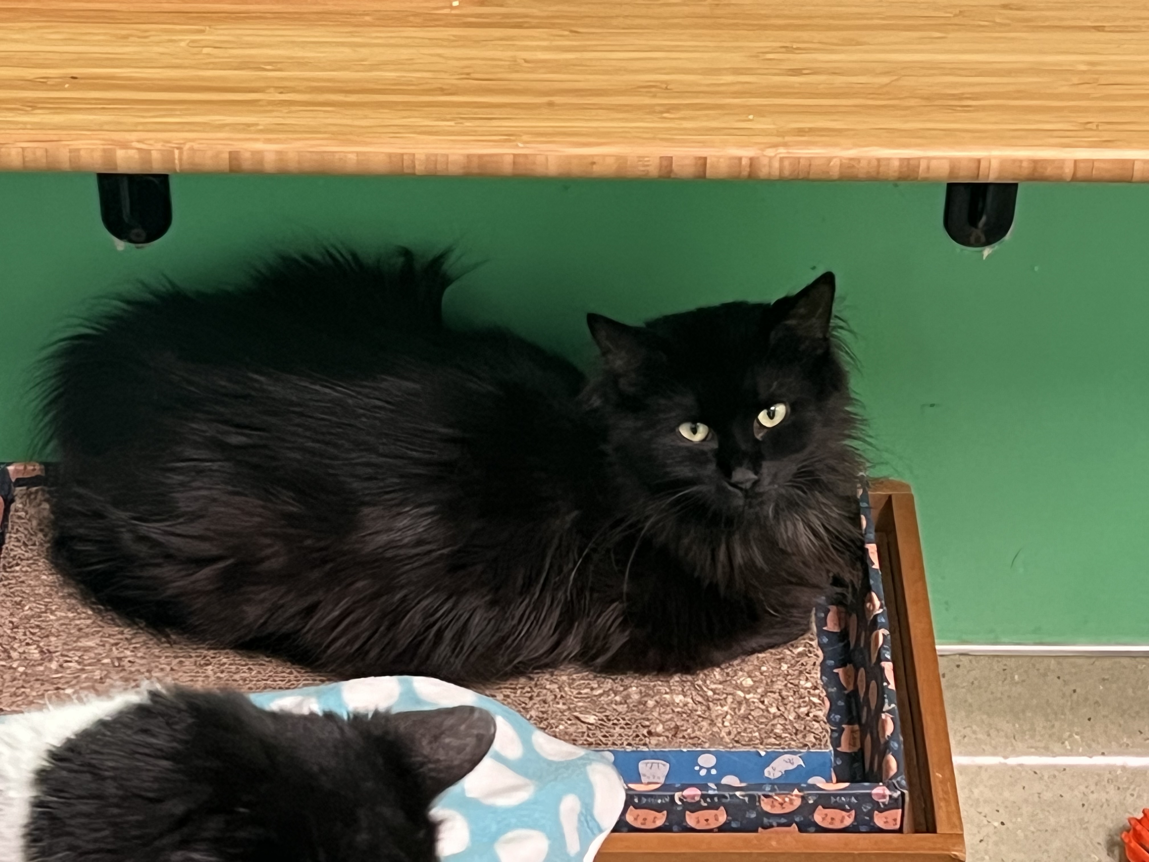 Cat for adoption - Endora, a Domestic Medium Hair in Cincinnati, OH ...