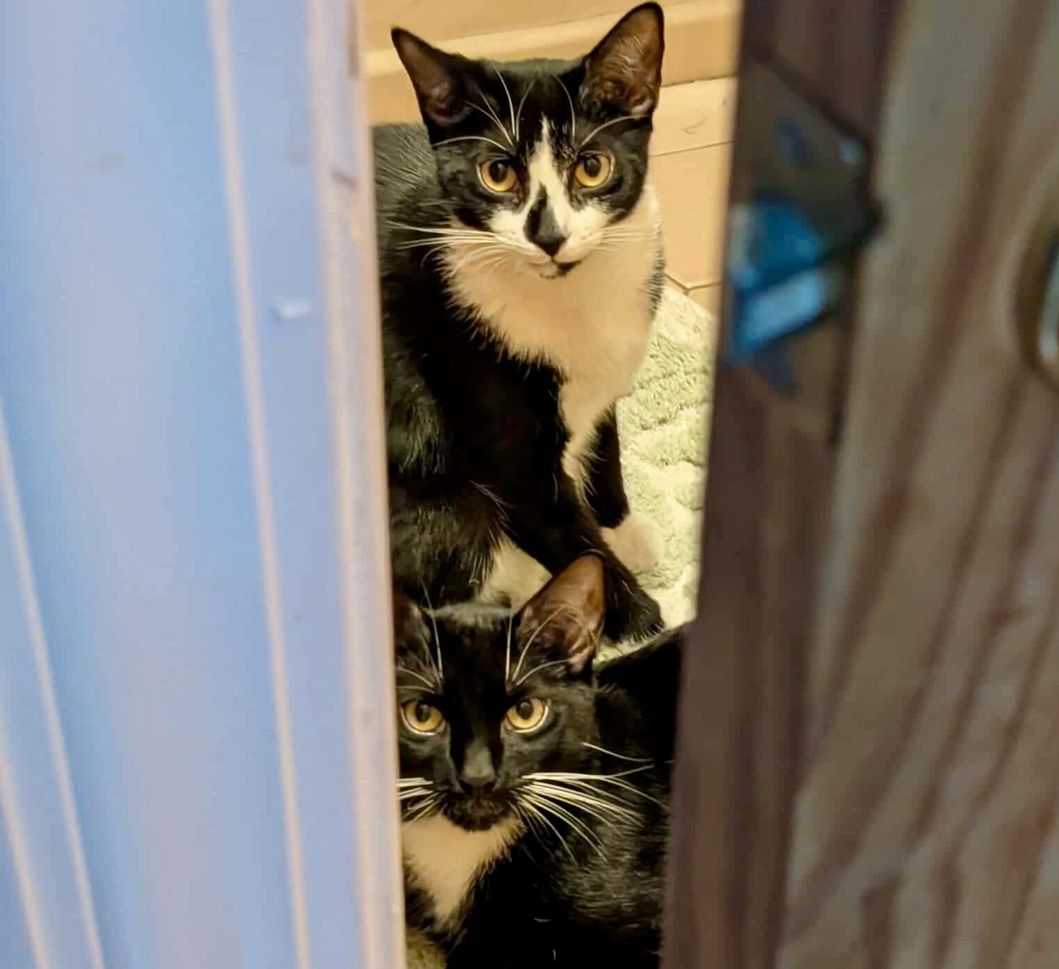 Cat for adoption - Noah & Wyle, prime time pals!, a Domestic Short Hair ...