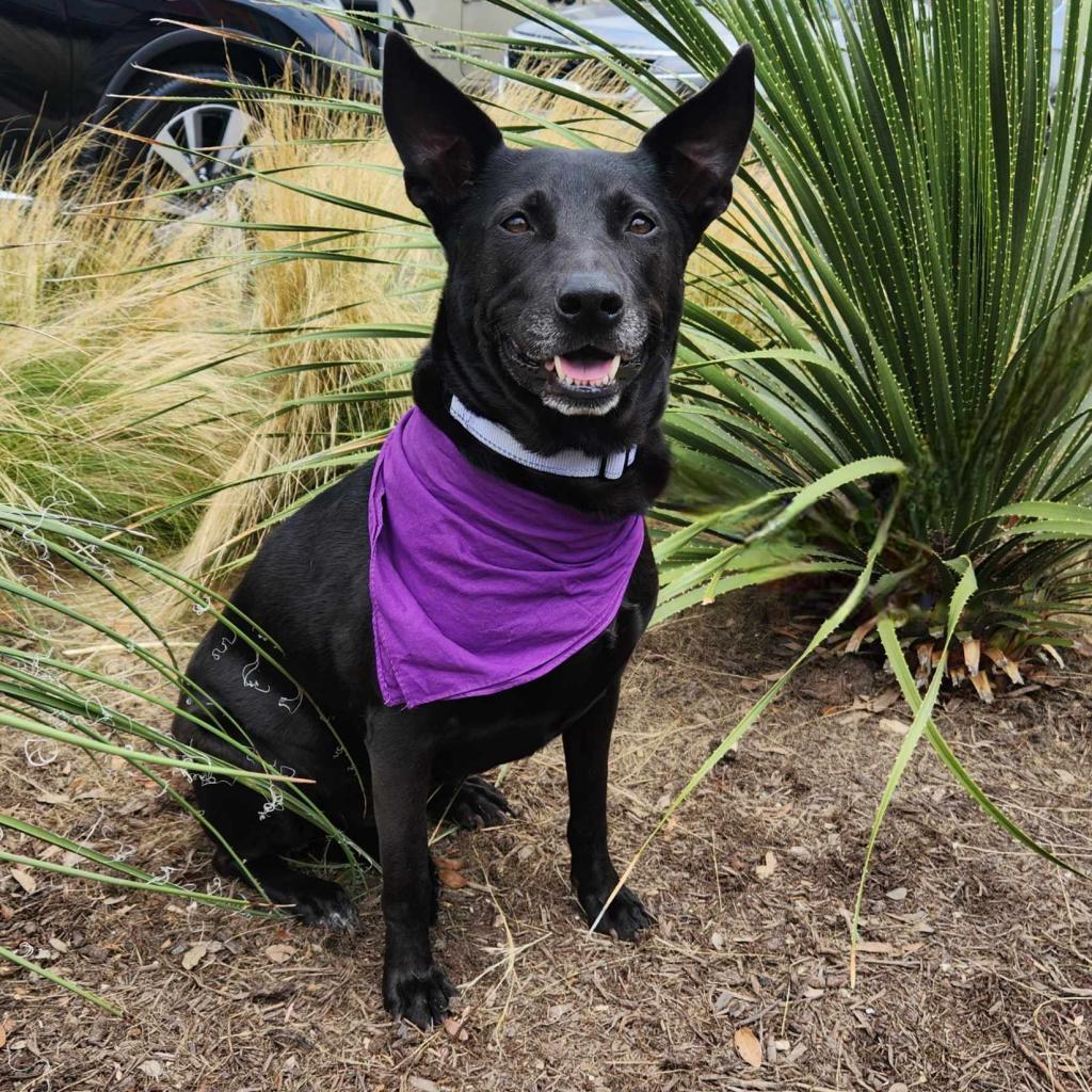 Dog for adoption - Chetty SH, a Labrador Retriever & Pit Bull Terrier ...