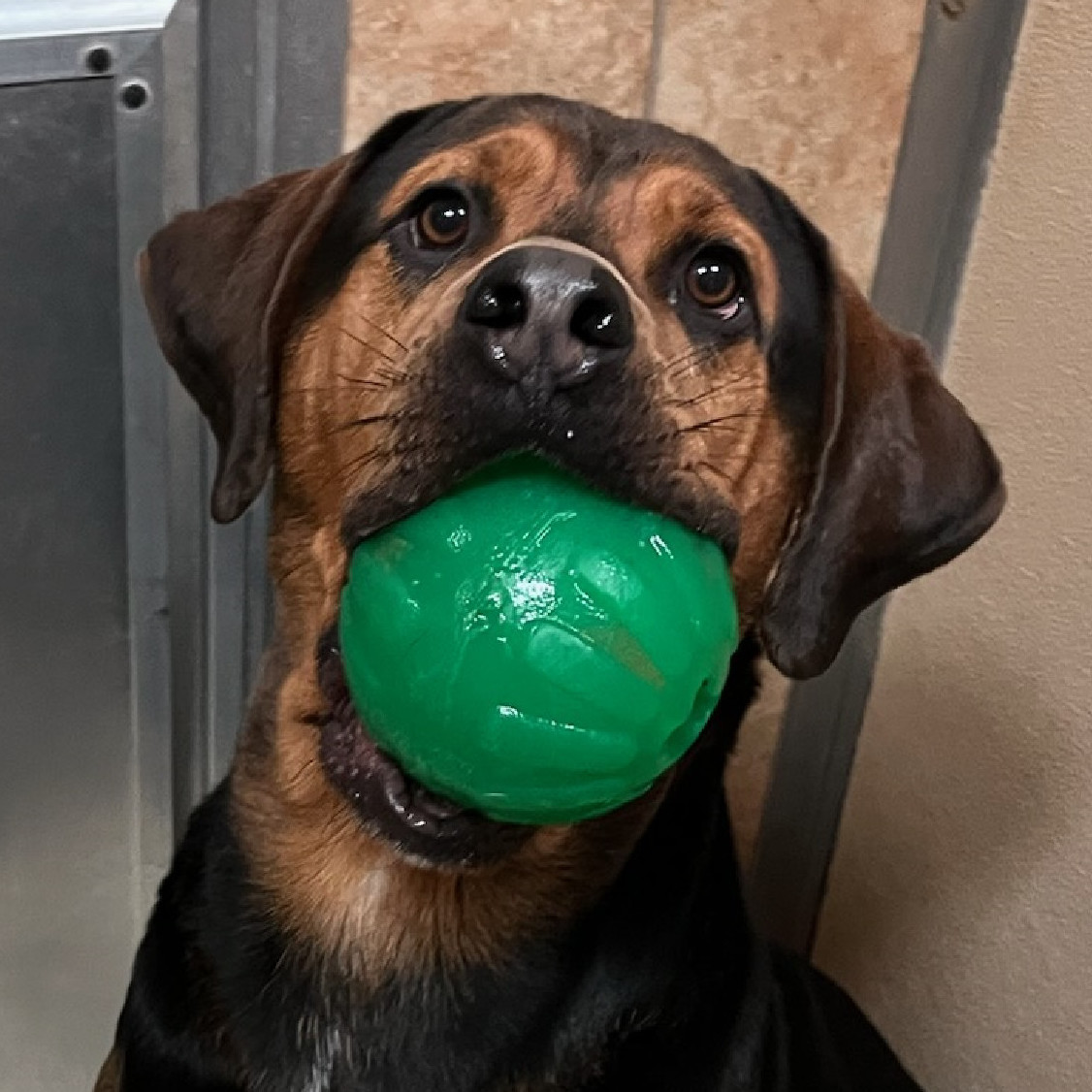 Dog for adoption - Coffee, a Rottweiler & Hound Mix in Versailles, KY ...