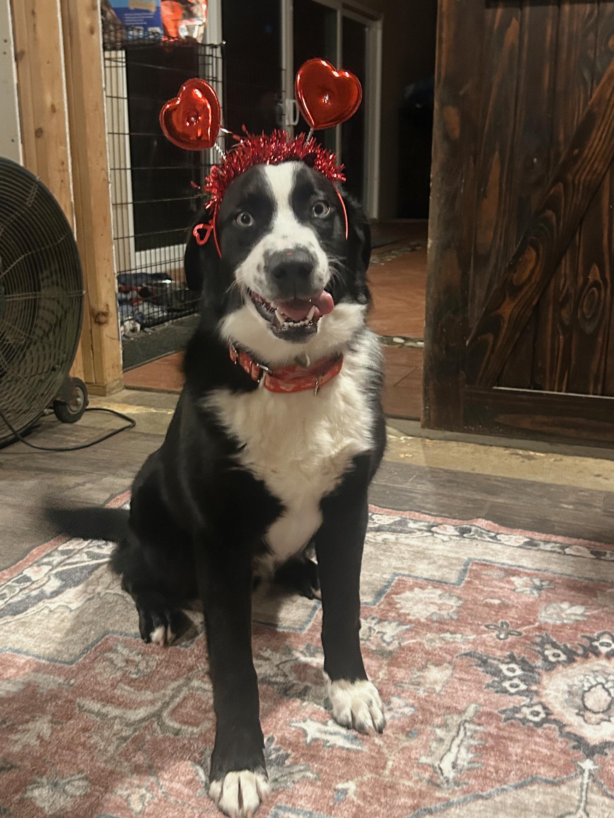 Dog for adoption - ROMEO, a Border Collie in Mountain Dale, NY | Petfinder