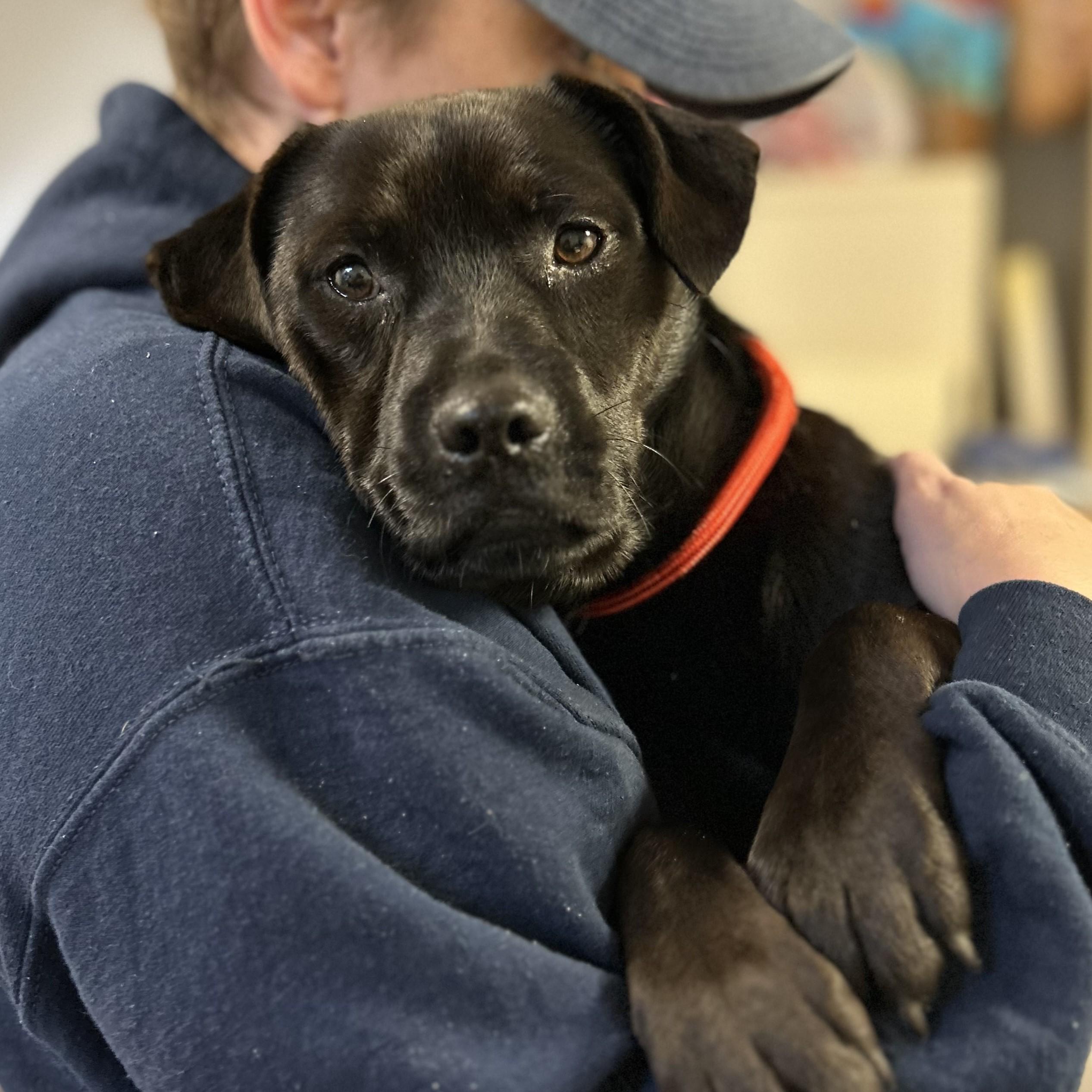 Dog for adoption - Rex, a Labrador Retriever & Beagle Mix in Jamaica ...