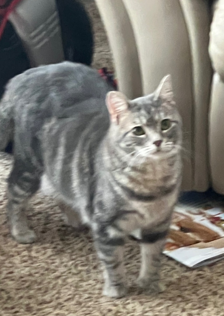 Cat for adoption - Catrina, a Tabby in Oakley, CA | Petfinder