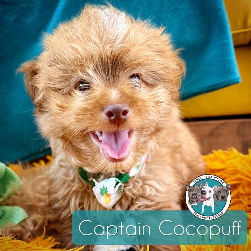 Dog for adoption - Captain CocoPuff Teddy Bear, a Yorkshire Terrier & Miniature Poodle Mix in ...