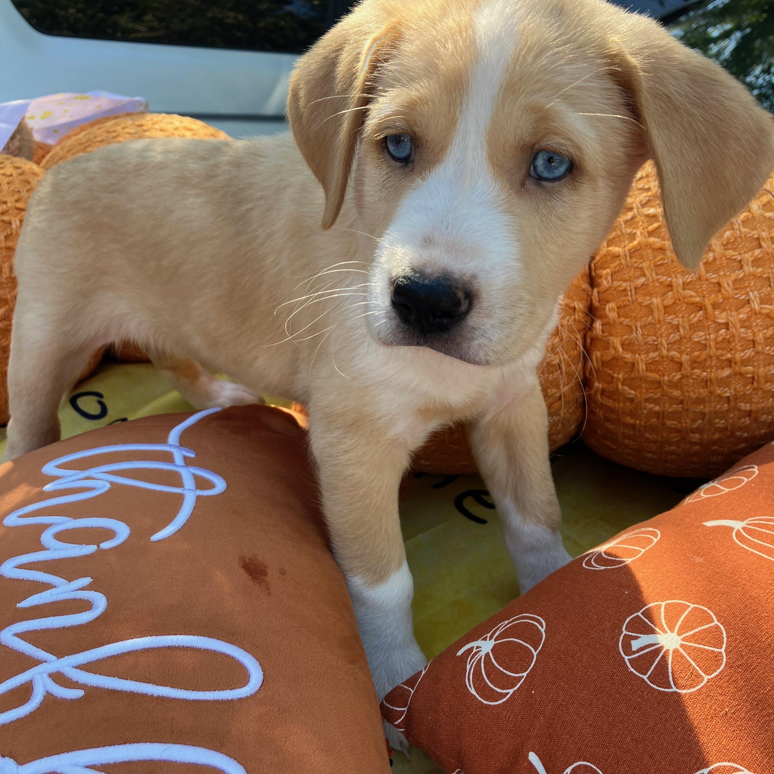 Dog for adoption - Cornucopia, a Siberian Husky Mix in Houston, TX ...