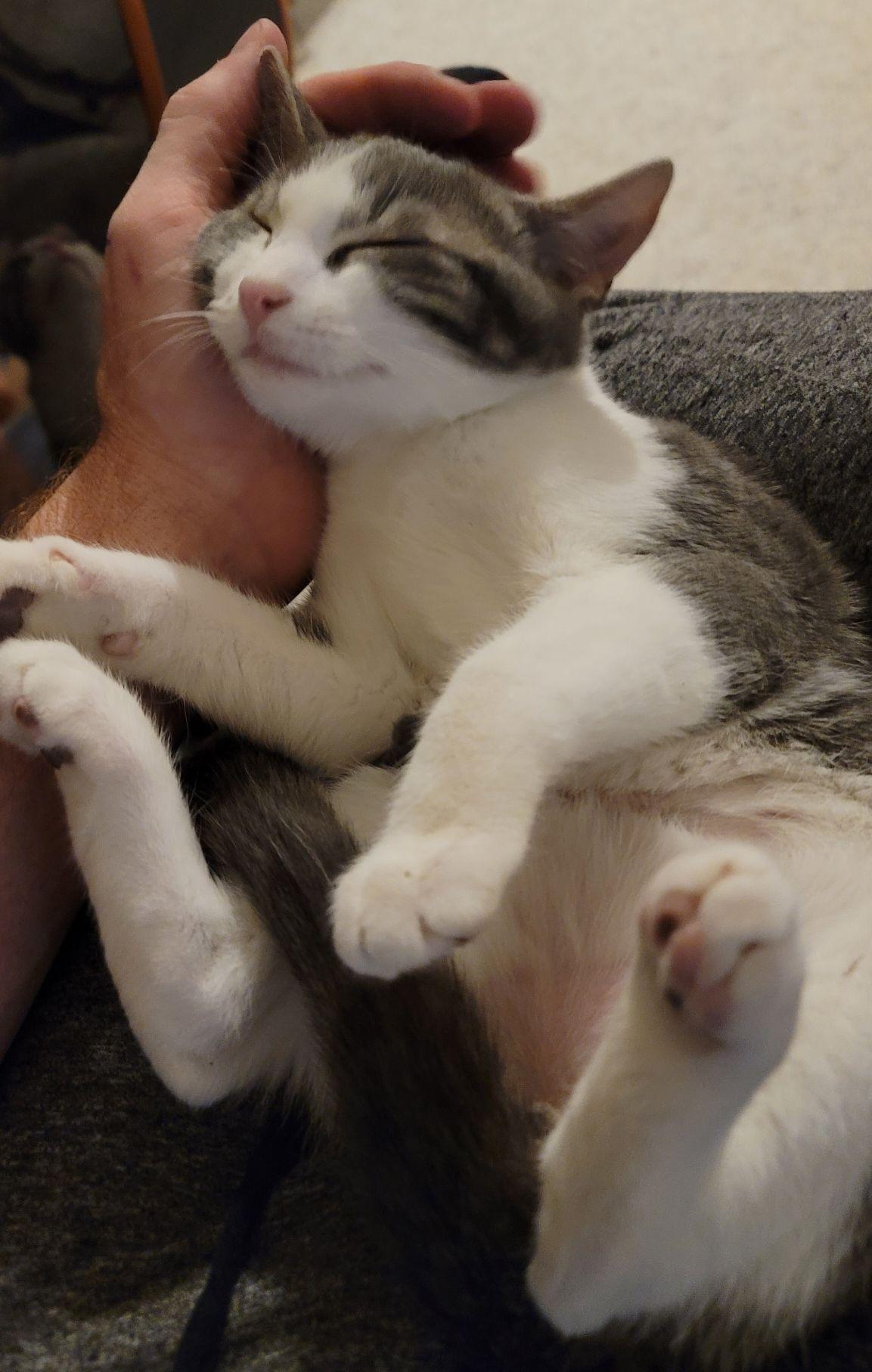 Cat for adoption - Chidi Kittygonye, a Domestic Short Hair in Atlanta ...