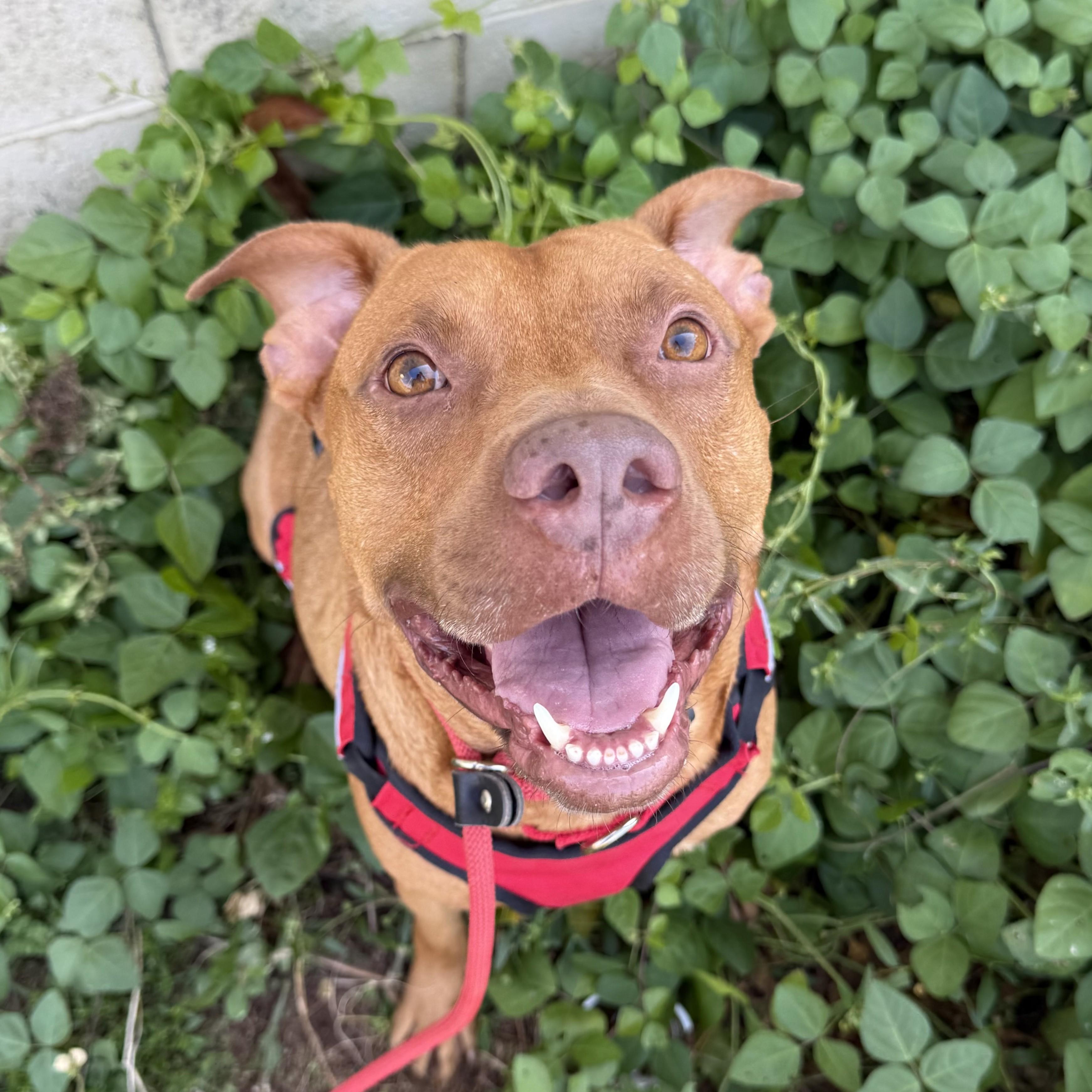 Dog for adoption - Good Luck Chuck, a Pit Bull Terrier Mix in ...