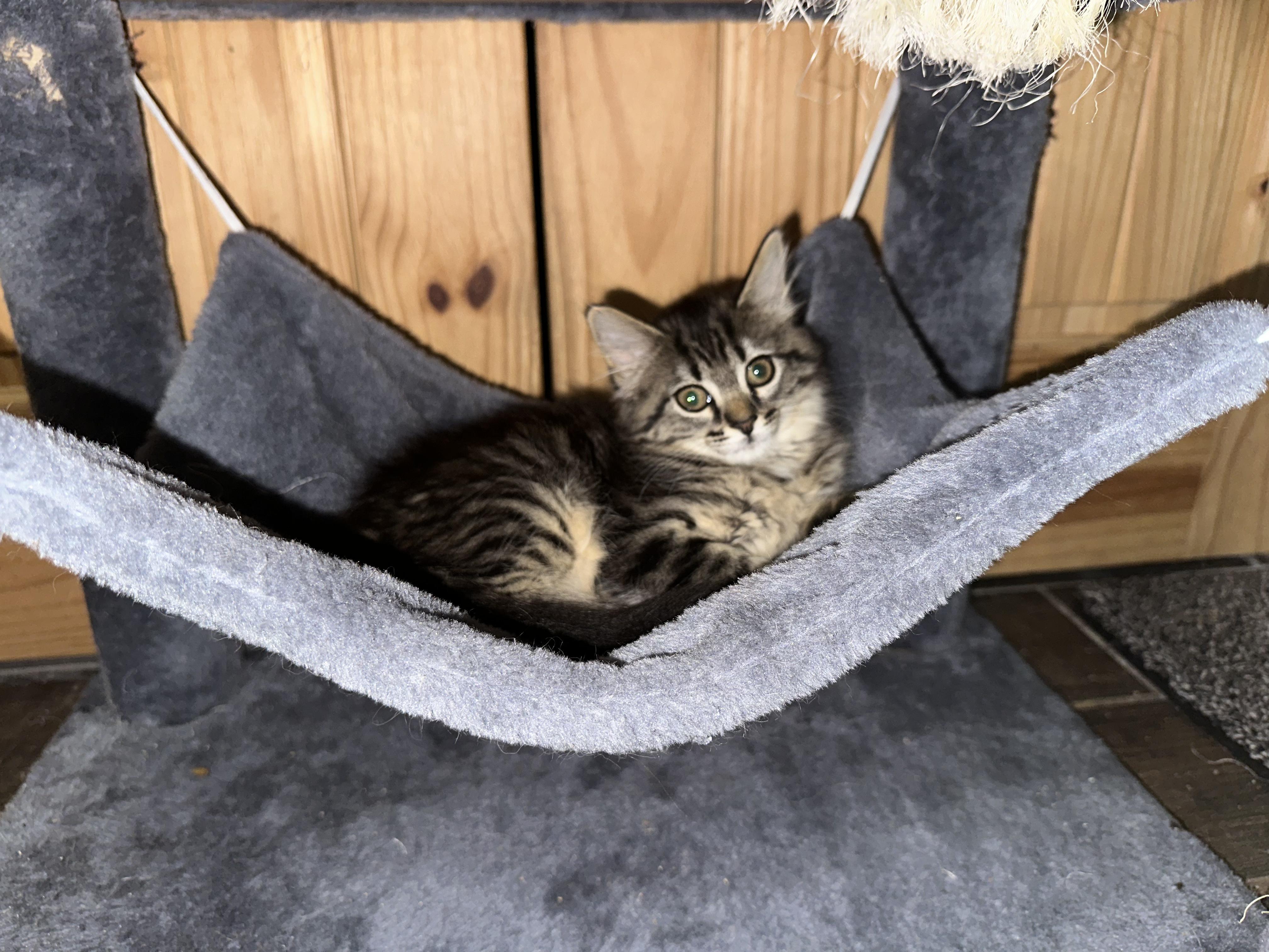 Cat for adoption - FUNYUN & SCRAT, a Domestic Short Hair in Manchester ...