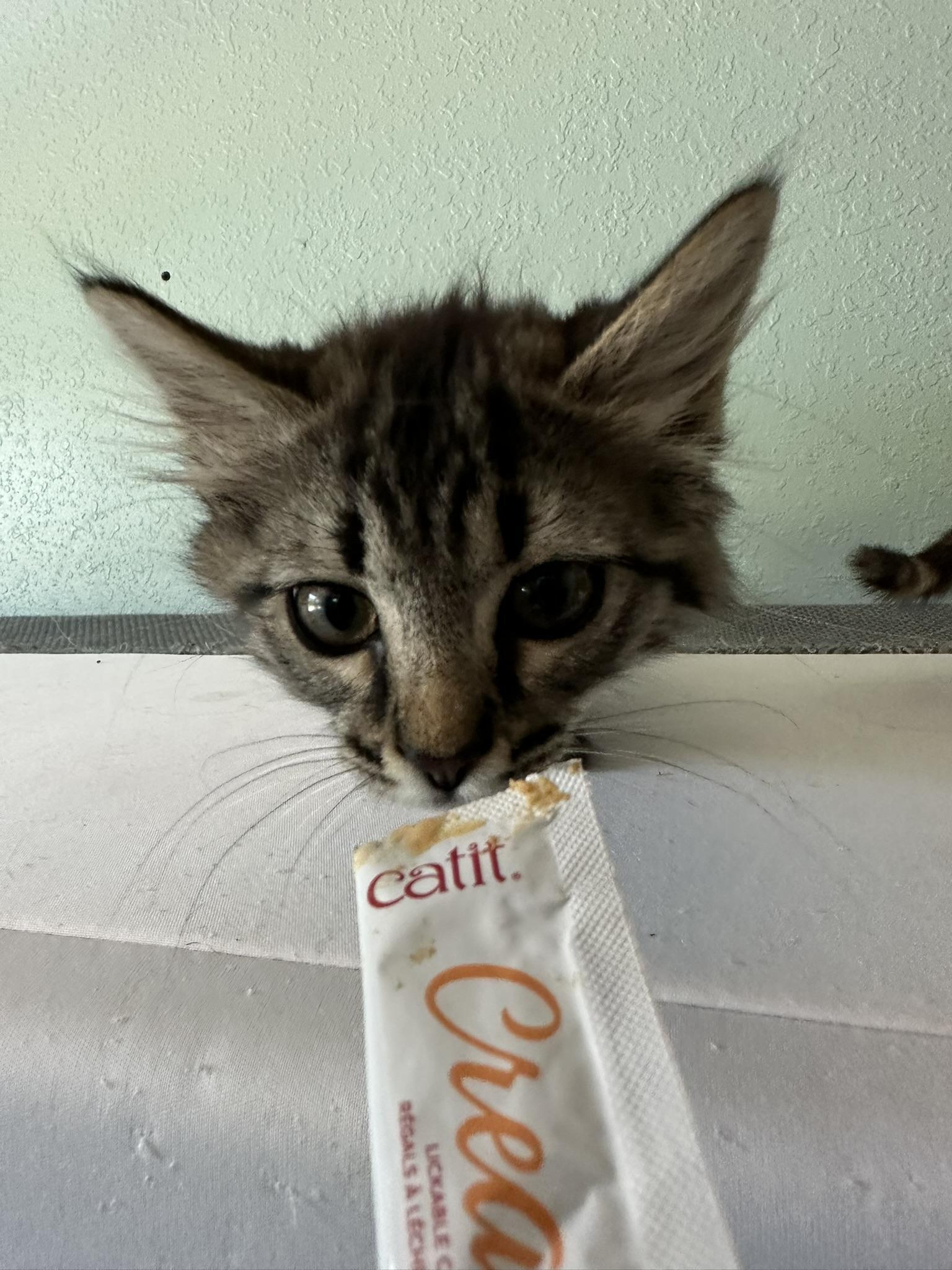 Cat for adoption - FUNYUN & SCRAT, a Domestic Short Hair in Manchester ...