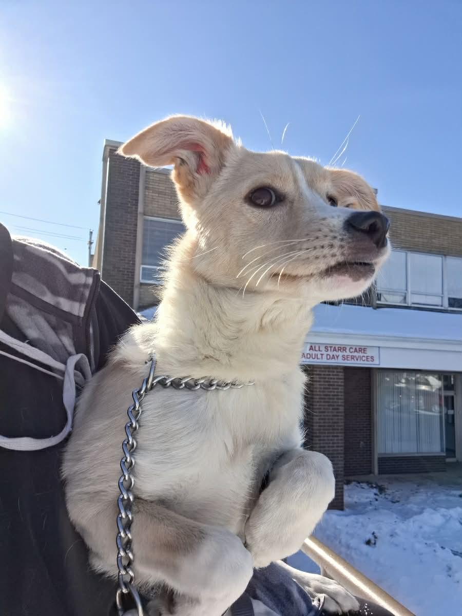 Lemonade - Adoptable Pet | Petfinder | Petfinder